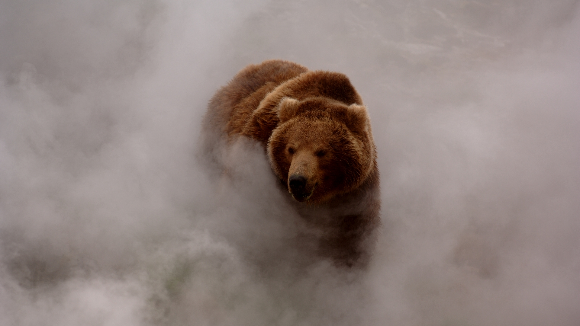 Majestic Bear in the Mist