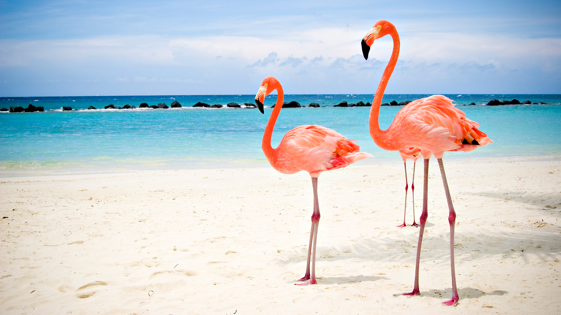 Graceful Flamingos by the Seaside