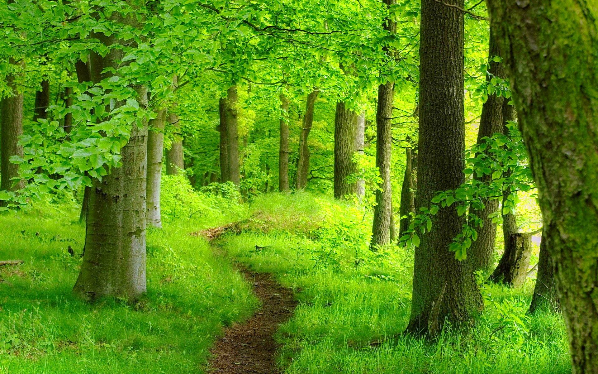 Download Tree Green Forest Nature Path Image