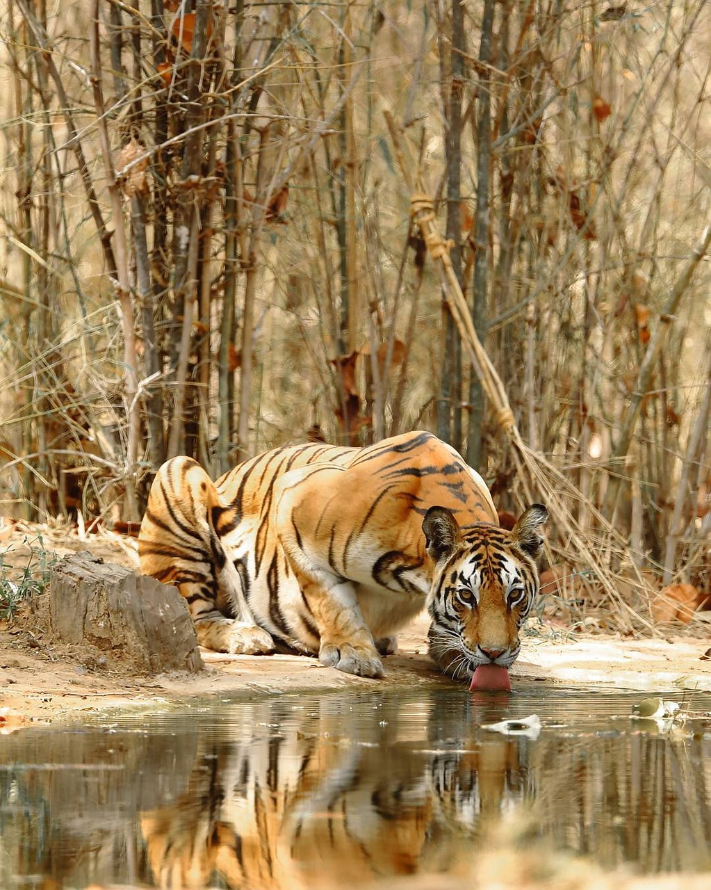 Download Reflection Animal Tiger Image