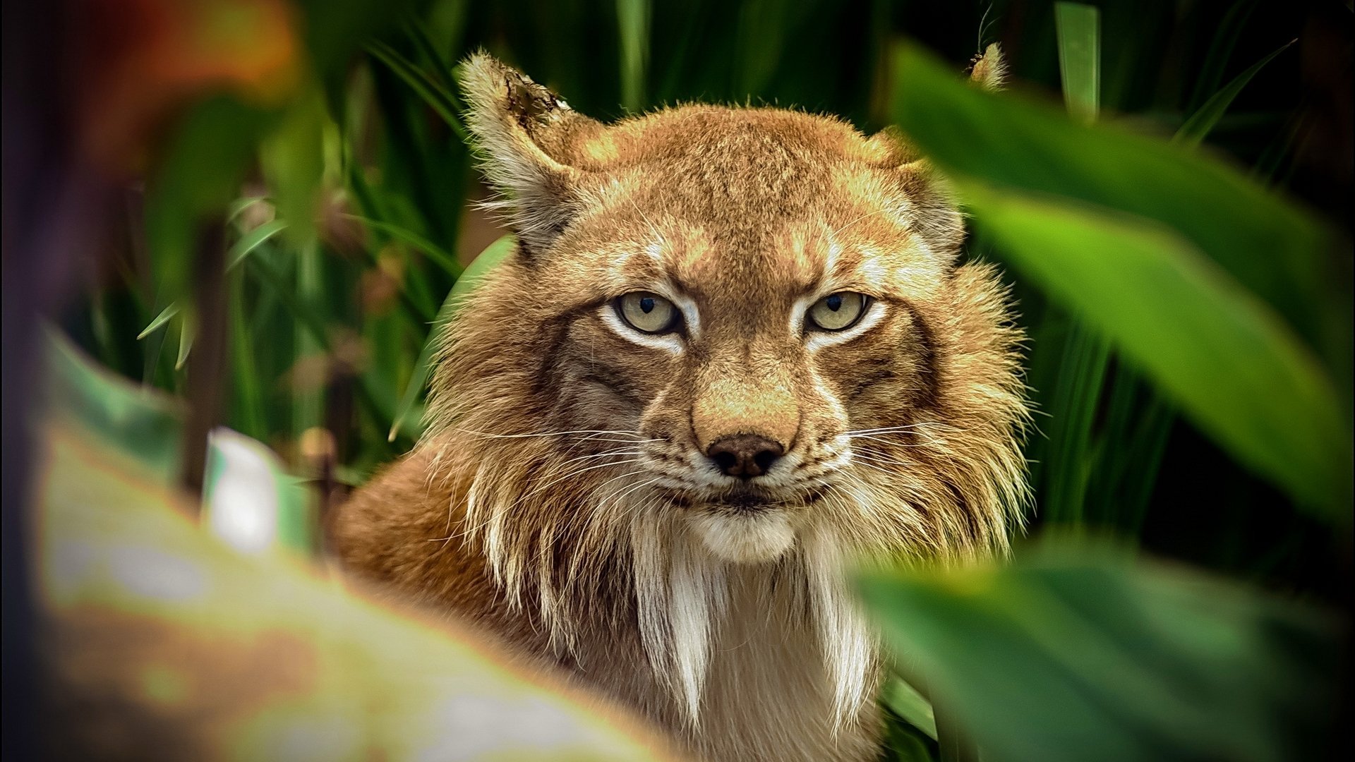 Download Animal Lynx Image