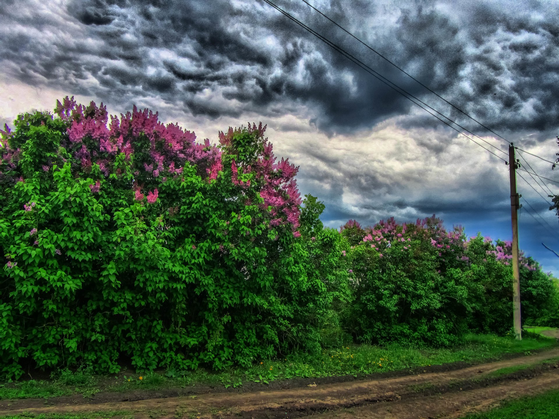 Vibrant Nature: HDR Showcase of Colorful Flowers by Vergilius
