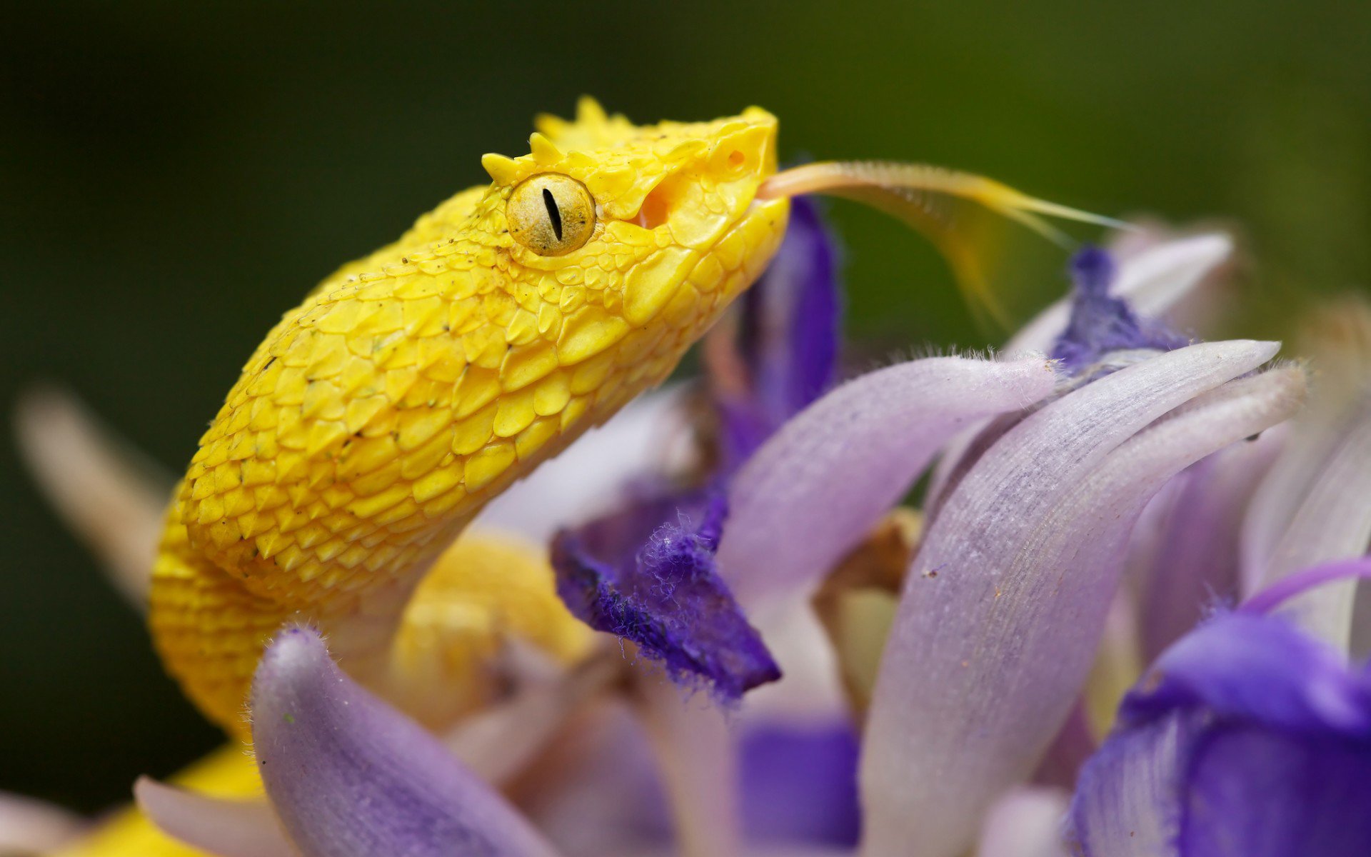 Venomous Viper: The Yellow Serpent in Bloom