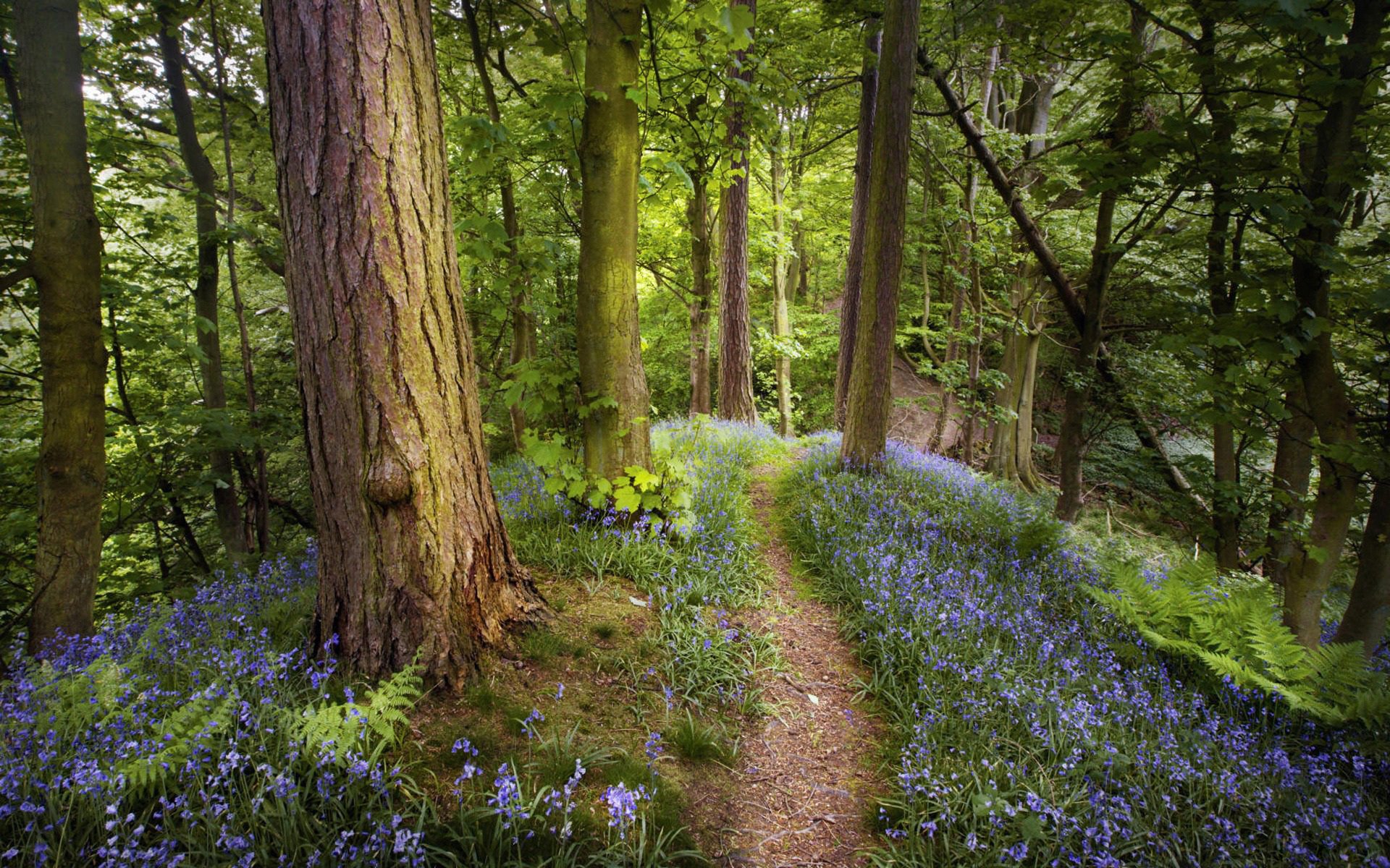 Download Green Tree Purple Flower Flower Forest Nature Path Image