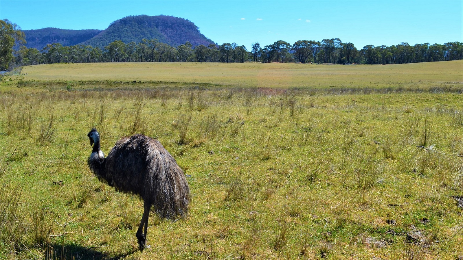 Emu in a Paddock in Lithgow, Australia by lonewolf6738