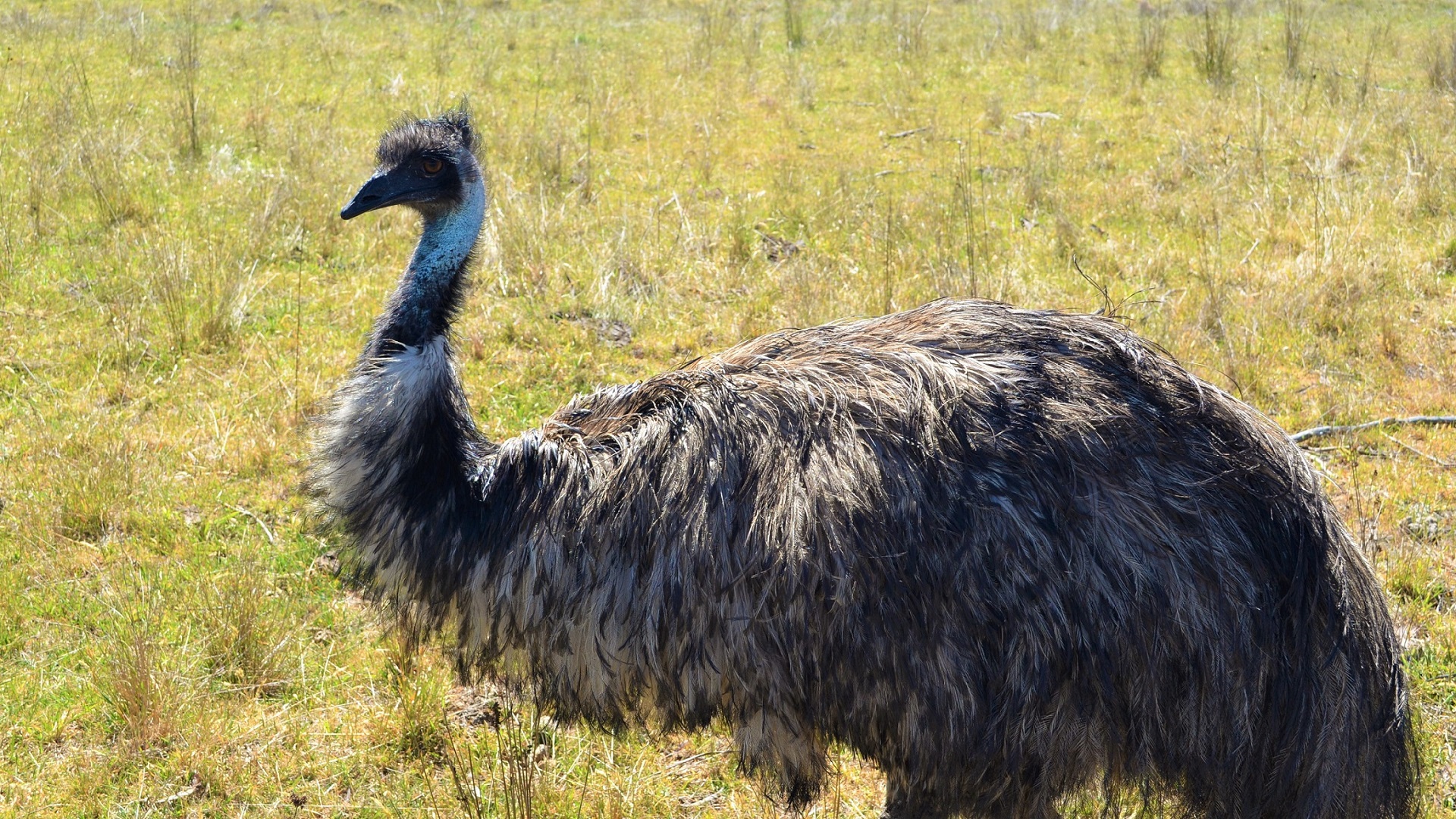 Emu in a Paddock in Lithgow, Australia by lonewolf6738 - Image Abyss