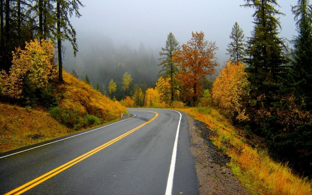 Autumn Roadway Amidst Majestic Trees