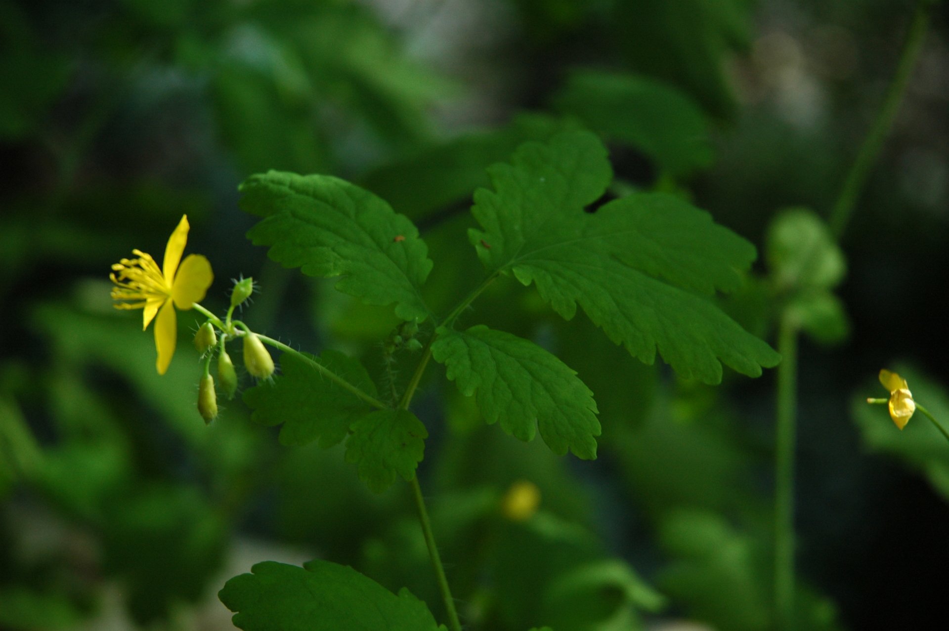 Flower Picture by creso - Image Abyss