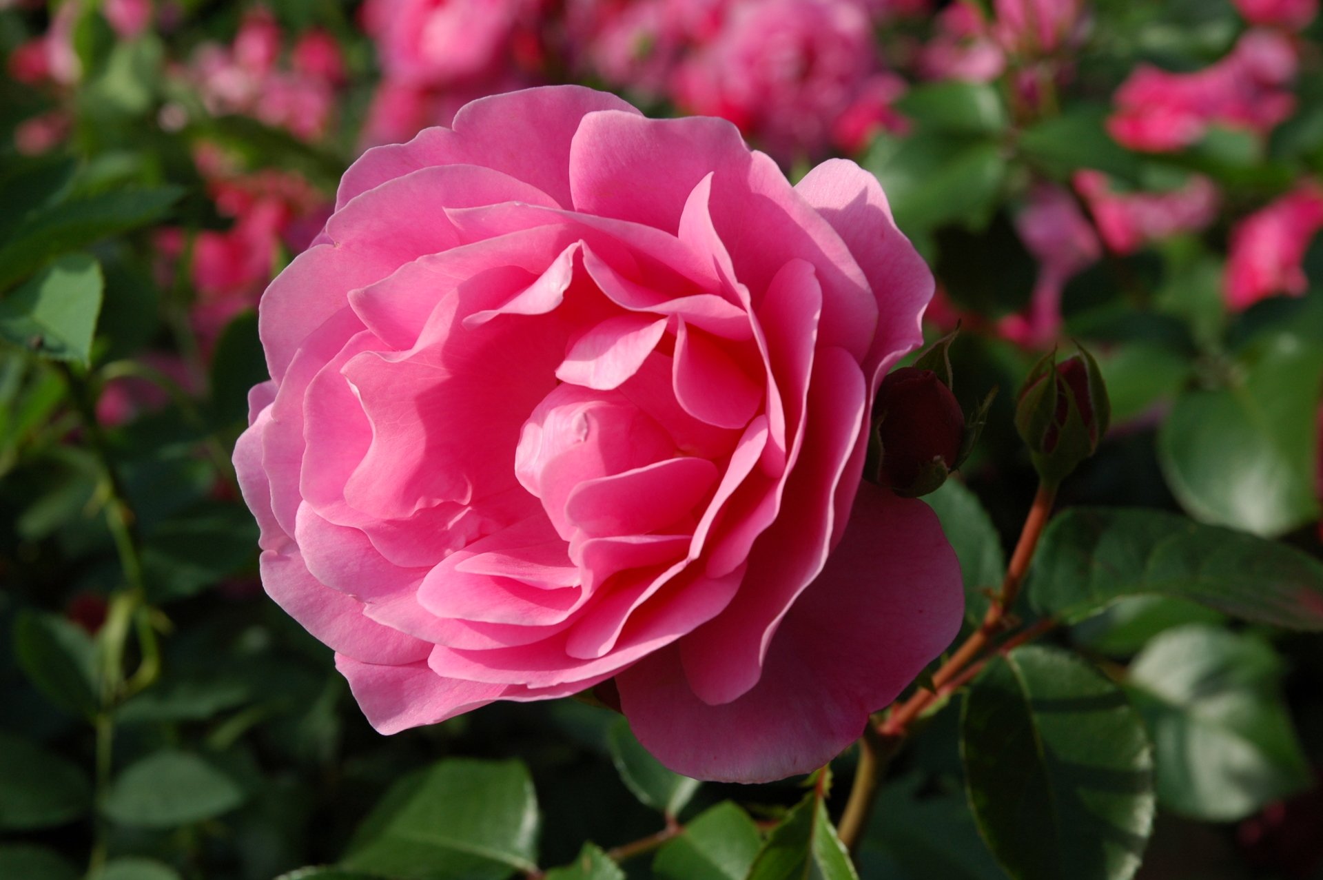 Download Nature Rose Image by creso