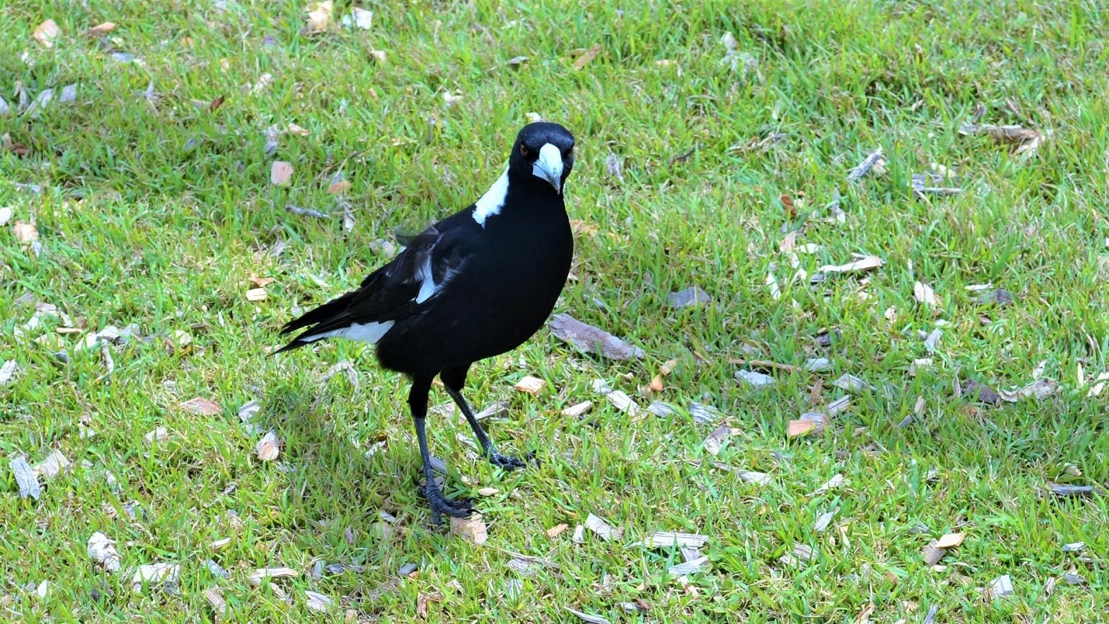 Magpie - Desktop Wallpapers, Phone Wallpaper, PFP, Gifs, and More!