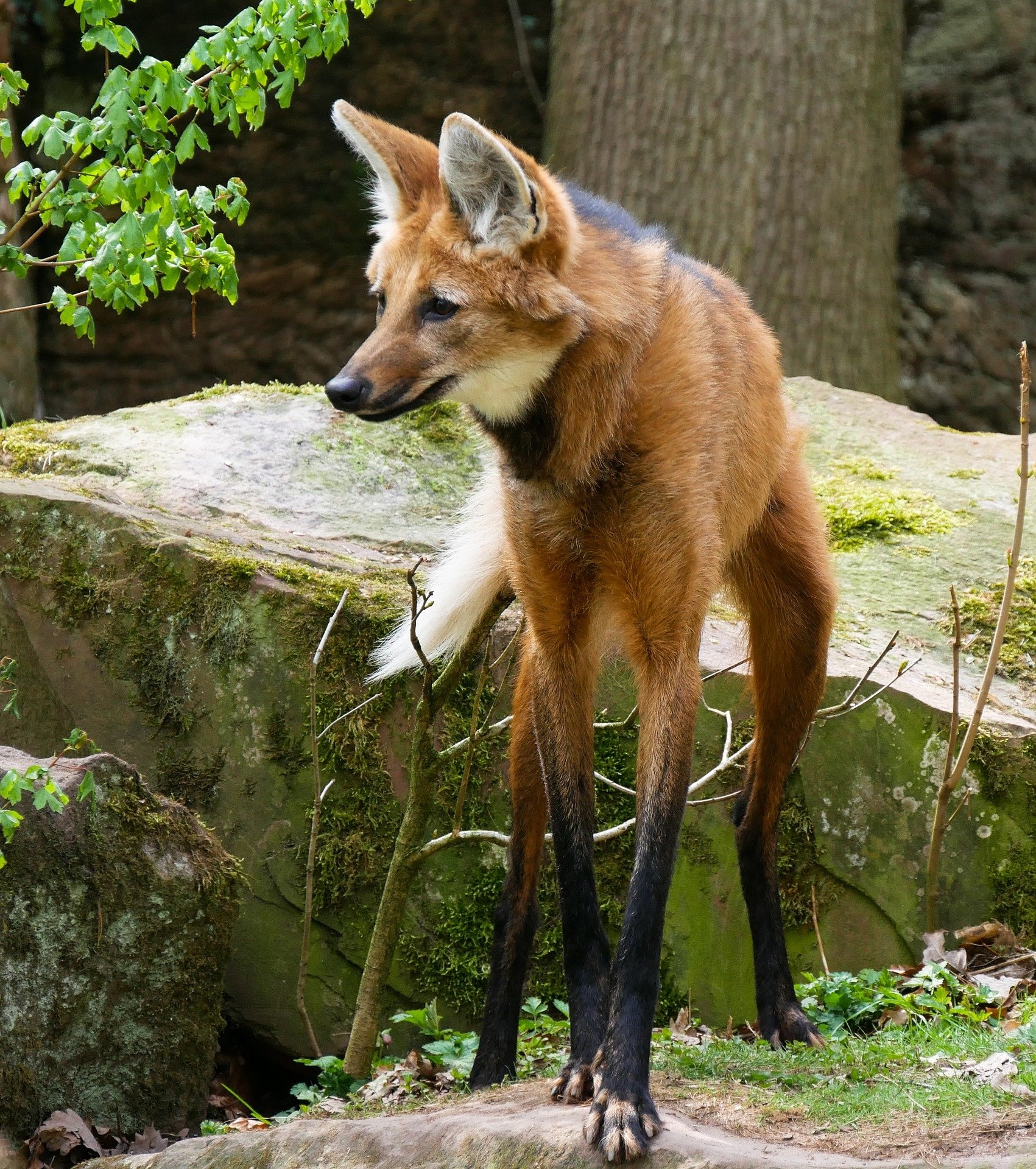 Maned Wolf - Desktop Wallpapers, Phone Wallpaper, PFP, Gifs, and More!