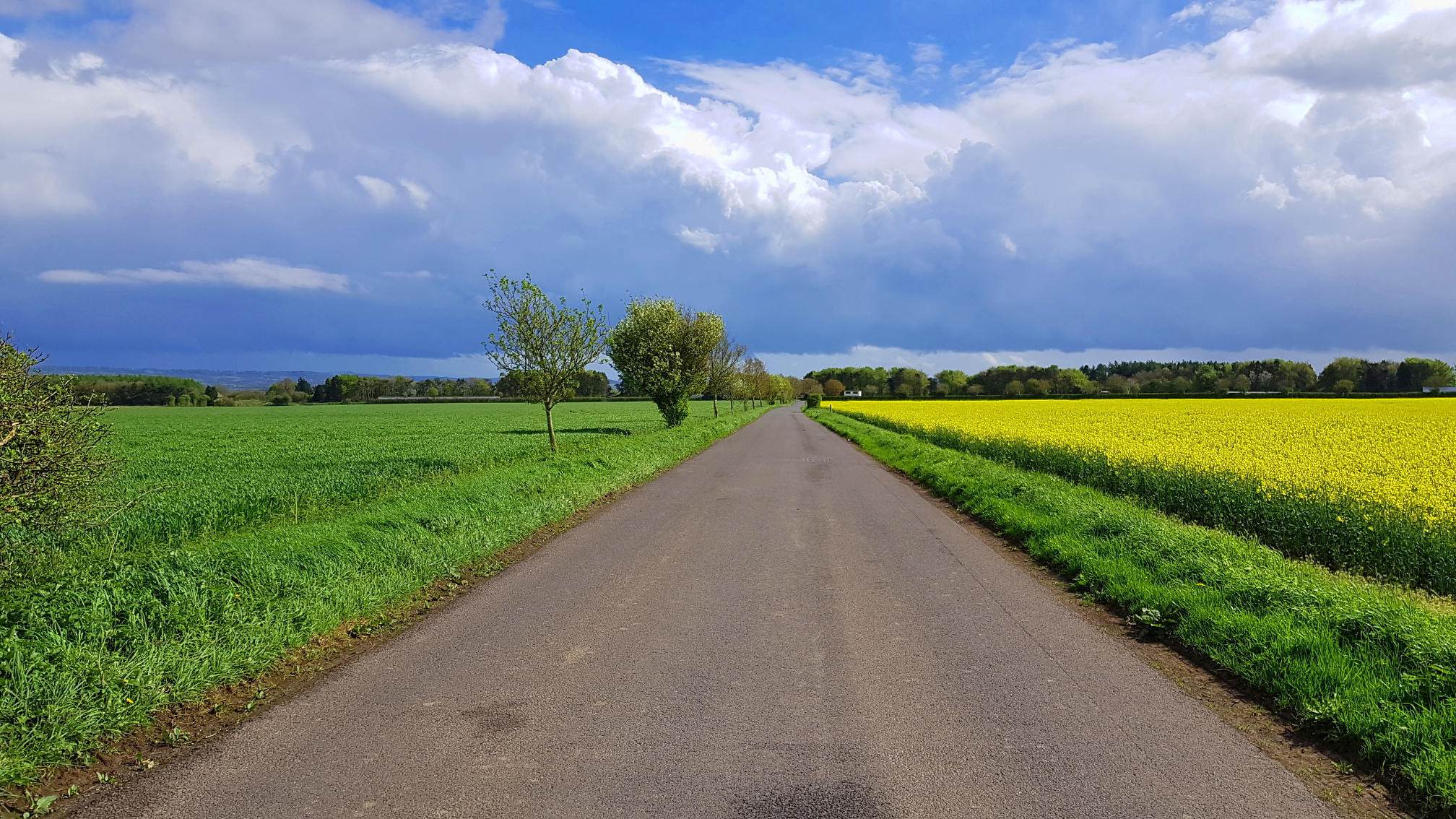 Road in Spring by Arcaedes