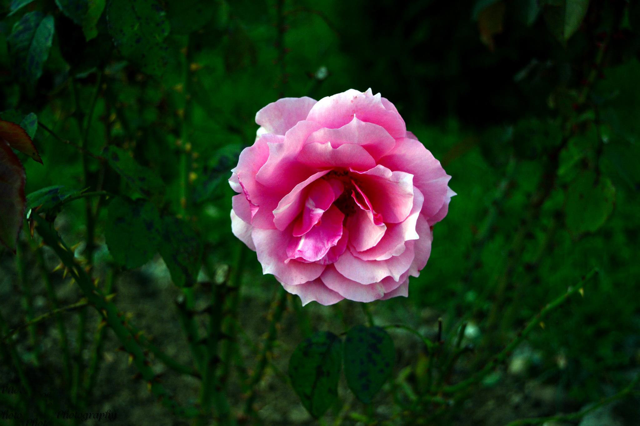 Pink Rose close-up by NicoleDesign