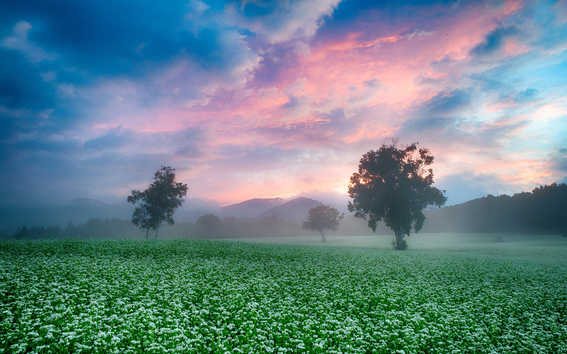 Download Tree Field Landscape Nature Fog Image