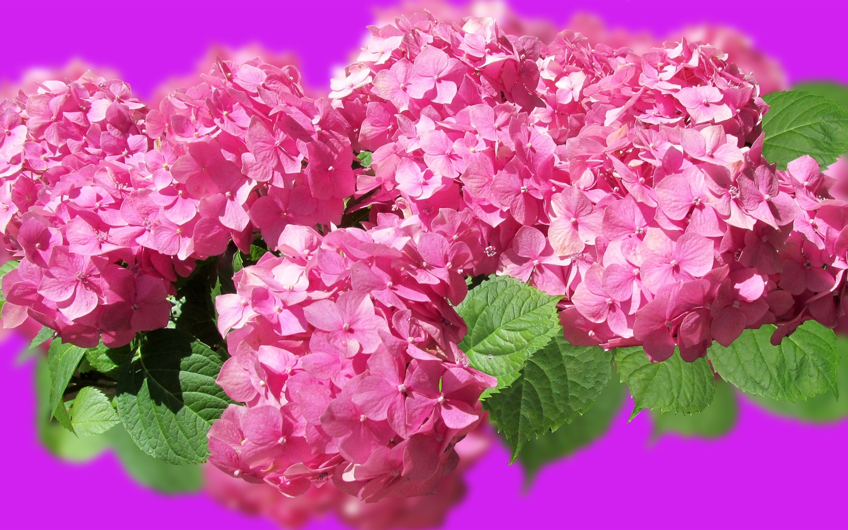 Pink Hydrangeas - Image Abyss