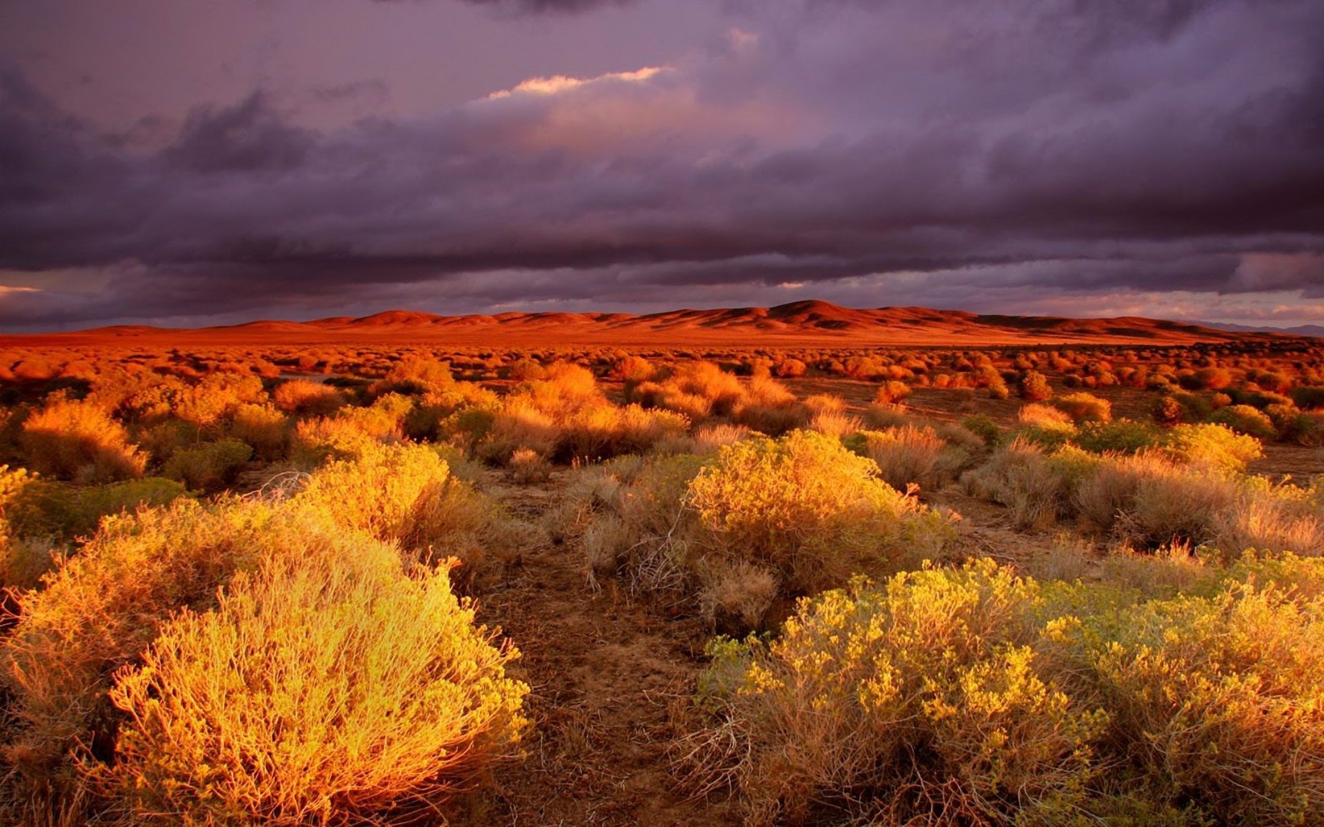 Golden Desert Landscape at Sunset
