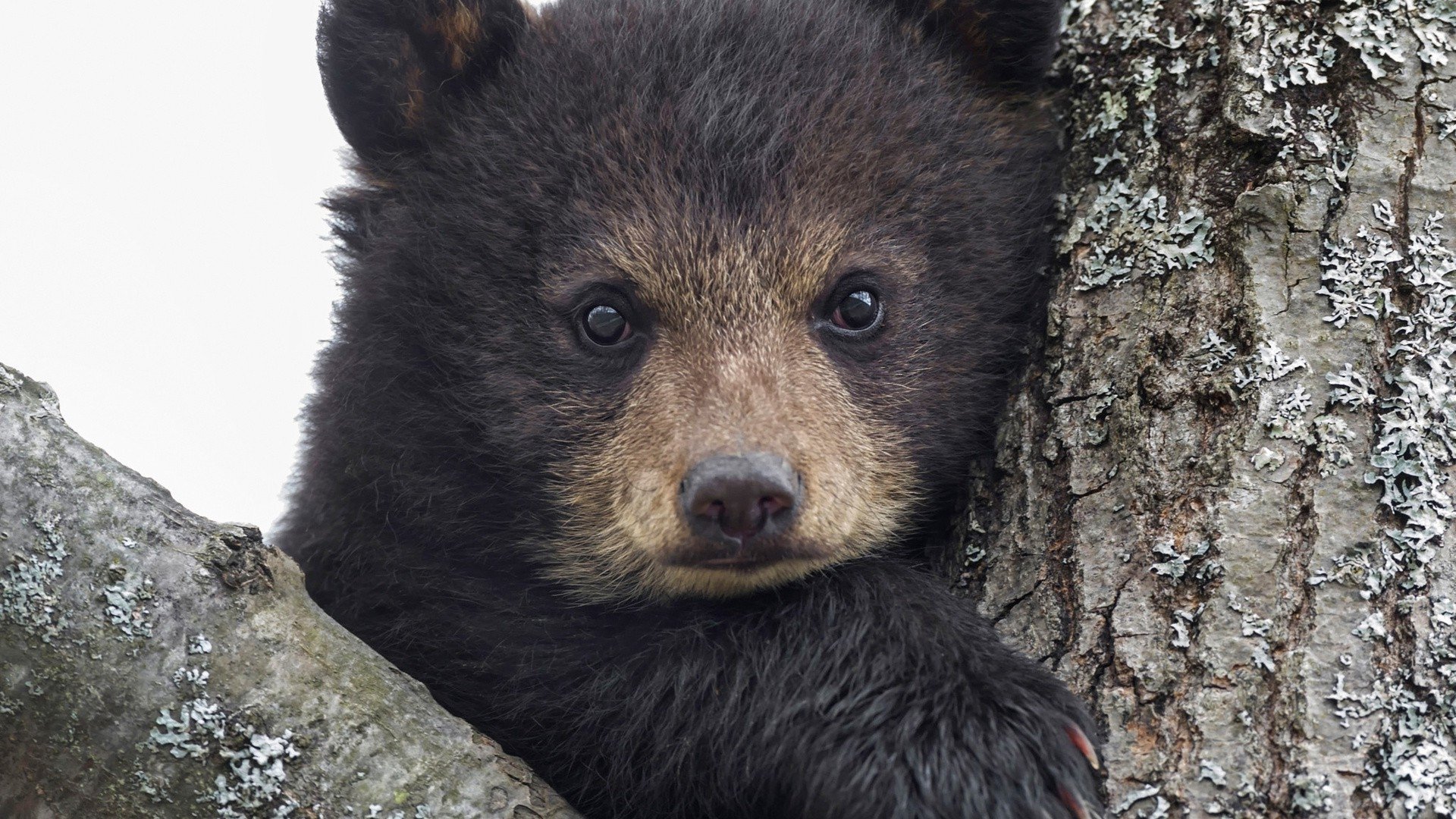 Adorable Bear Cub Face Snuggled by the Tree