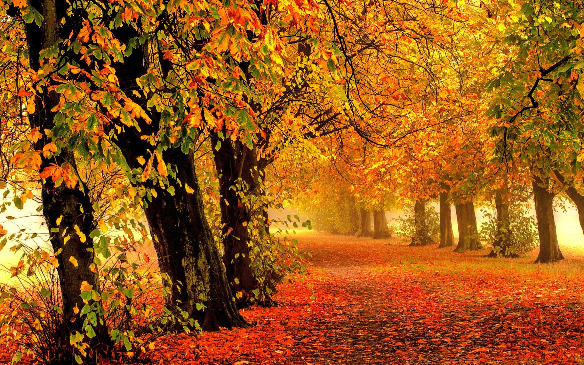 Download Park Nature Fall Image