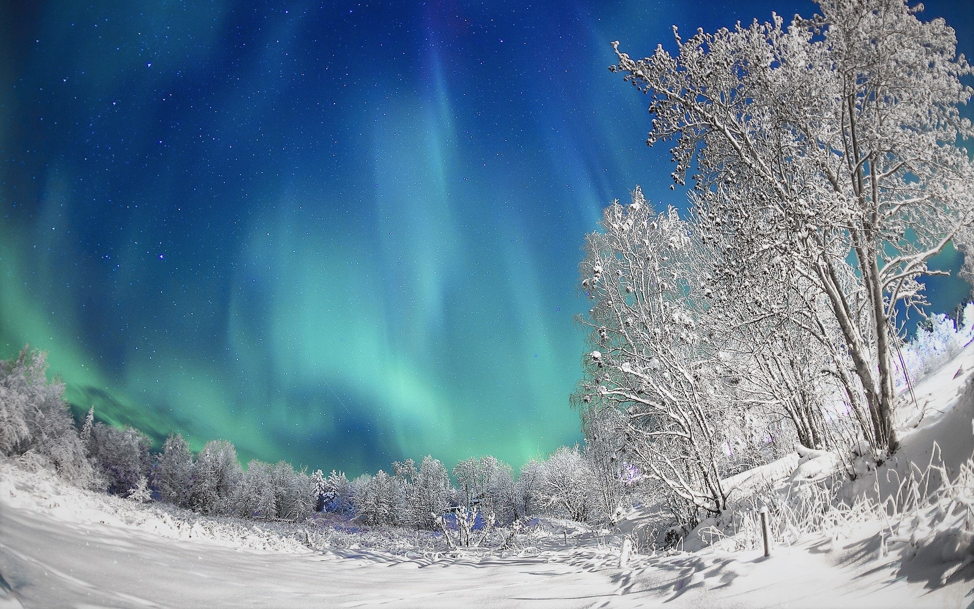 Download Tree Aurora Borealis Snow Nature Winter Image