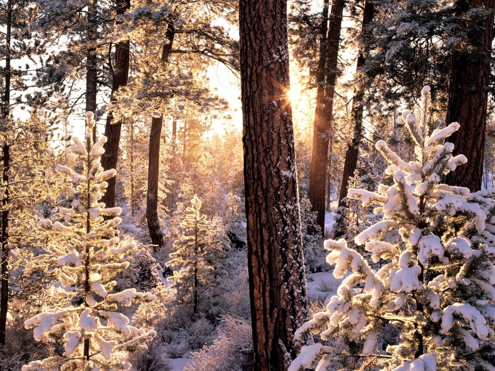 Download Tree Snow Forest Nature Winter Image