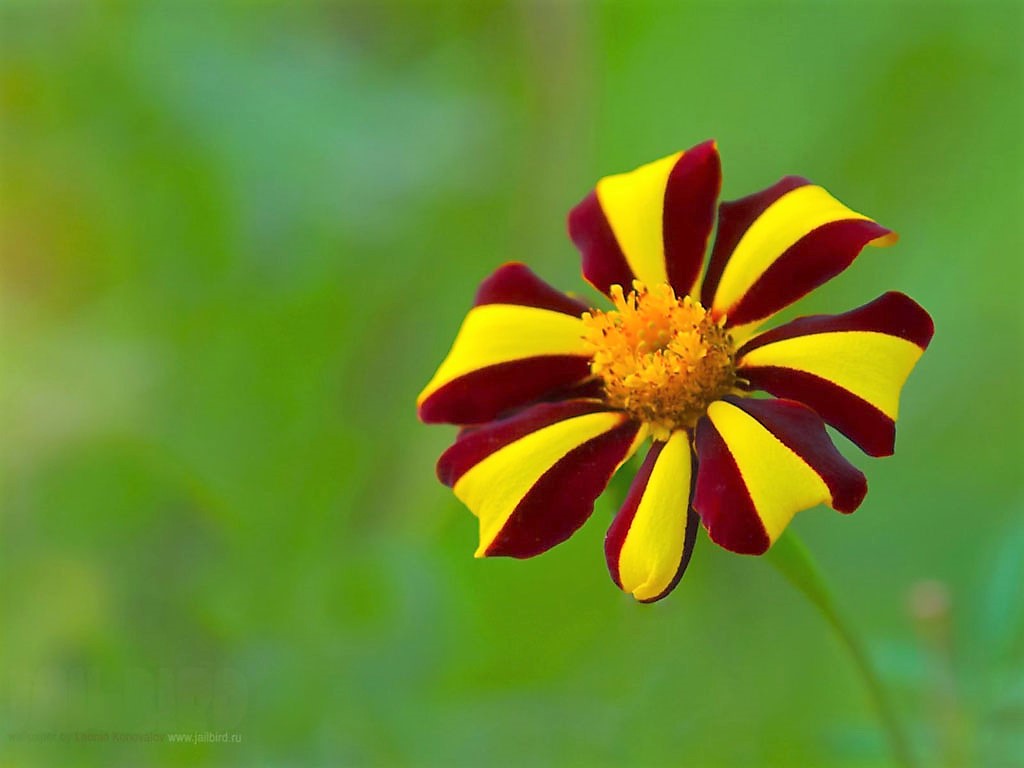 Download Stripes Nature Flower Image