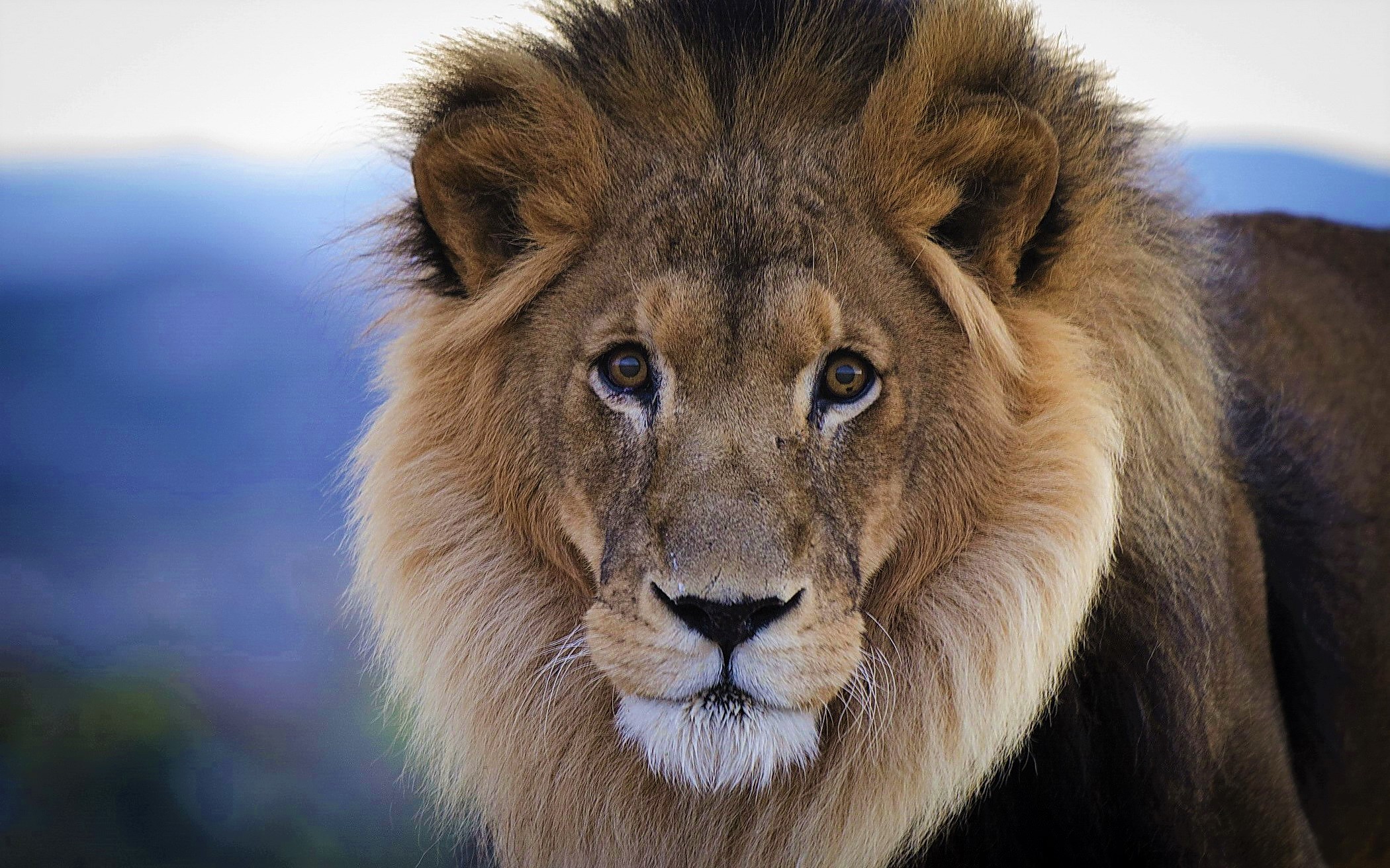 Download Animal Lion Image