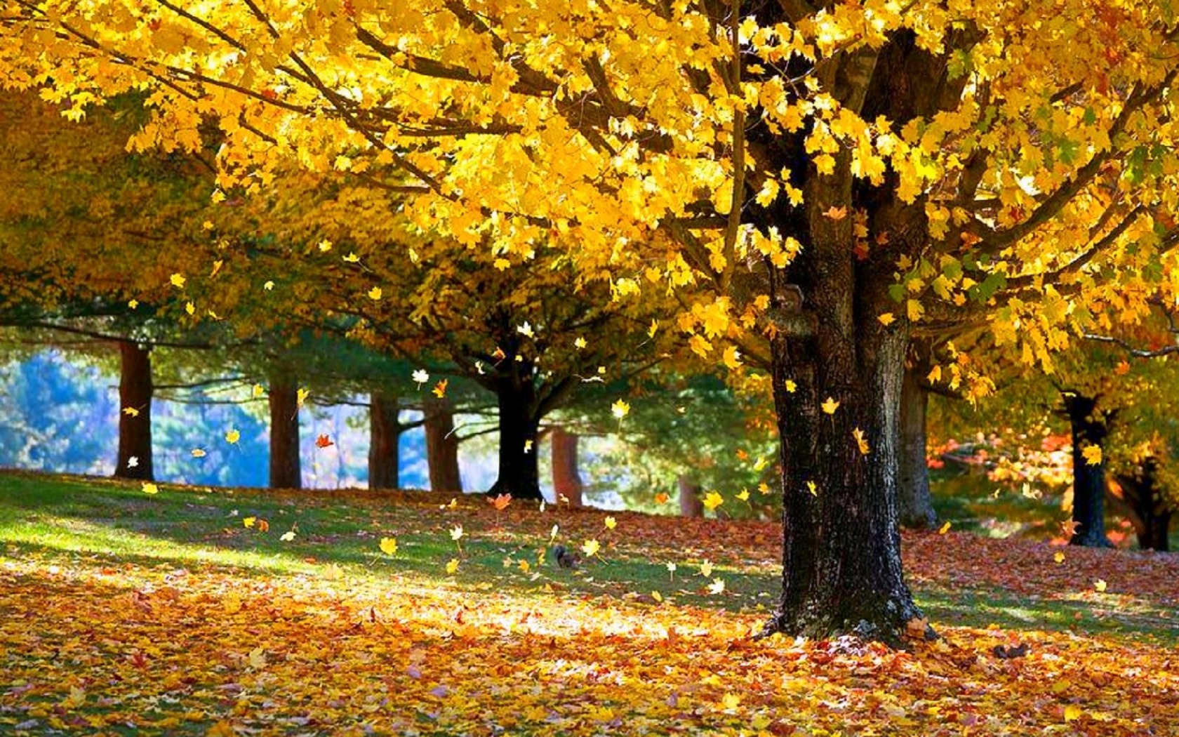 Falling Autumn Leaves Image Abyss