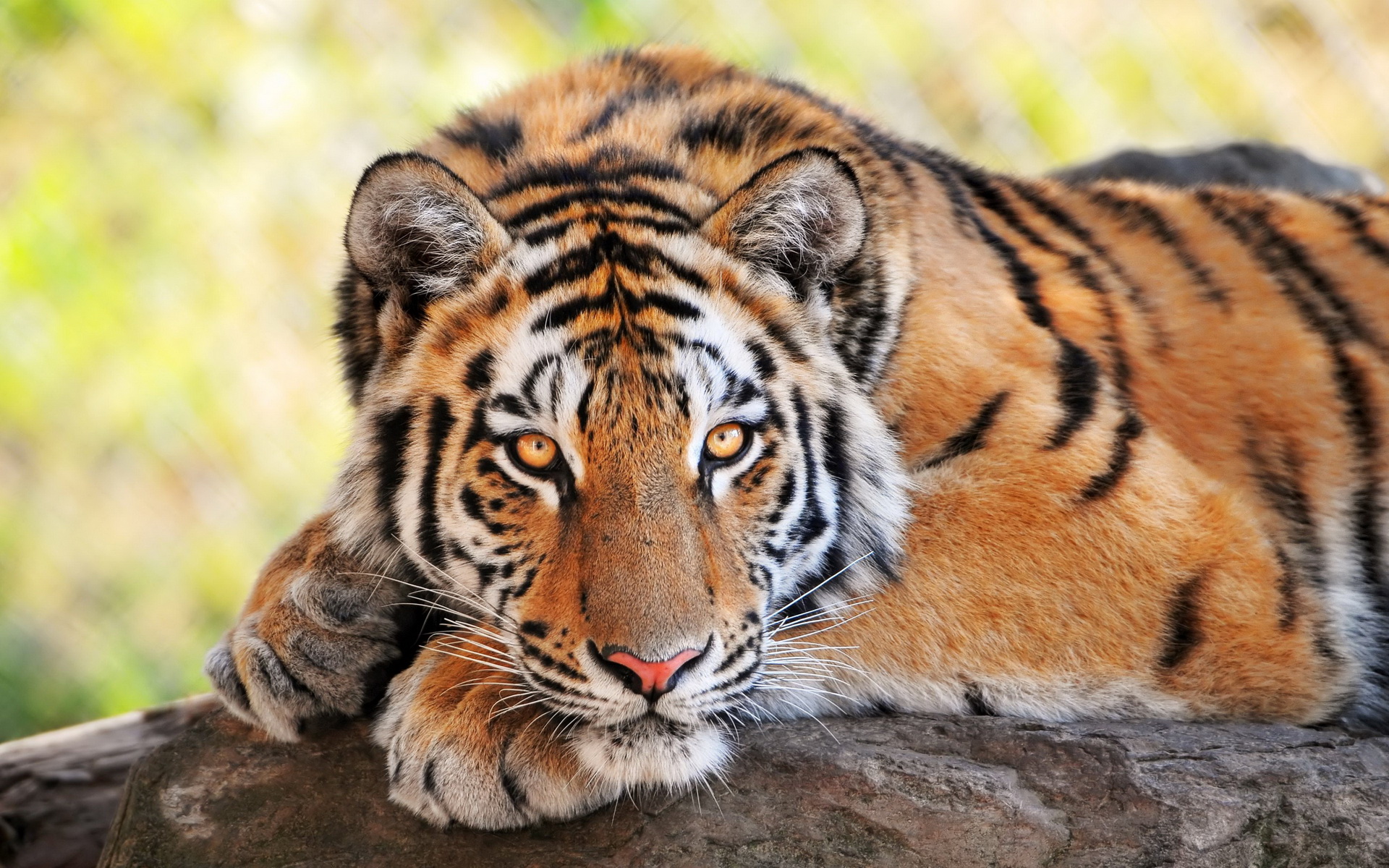 beautiful young tiger - Image Abyss