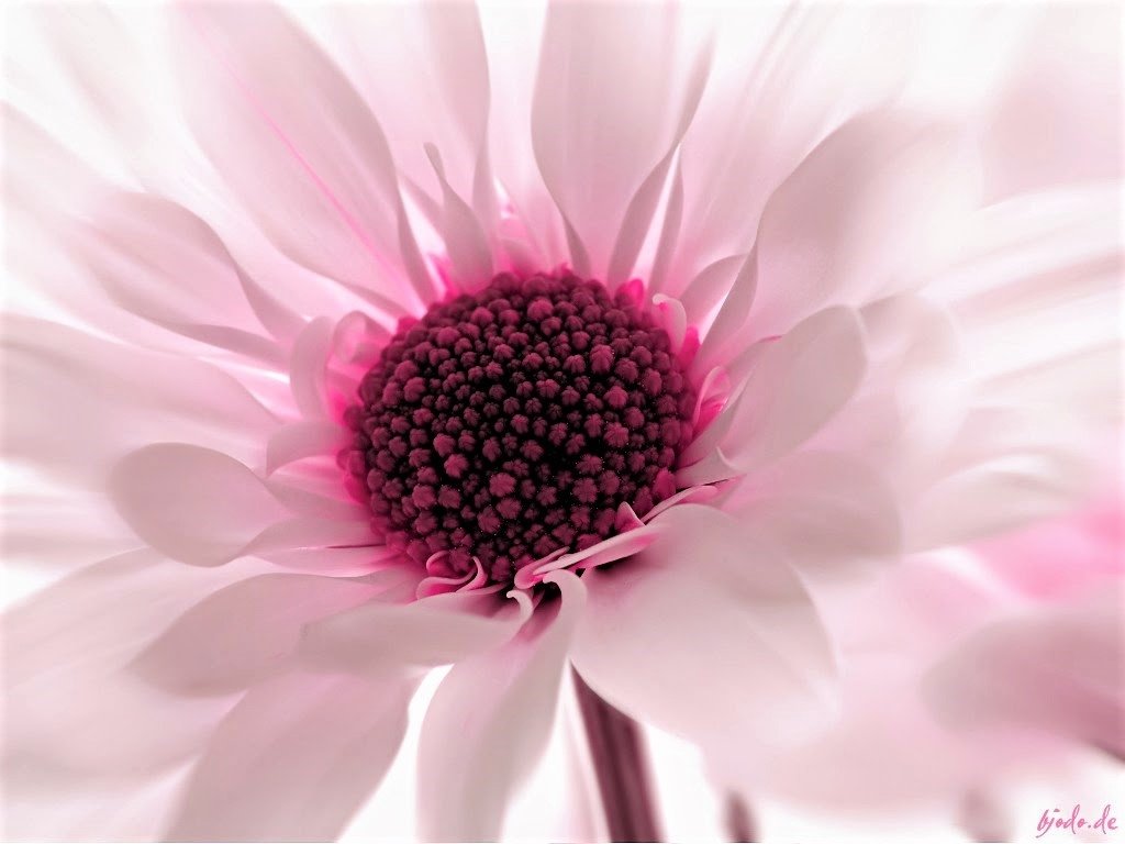 Translucent Flower Image - ID: 306517 - Image Abyss