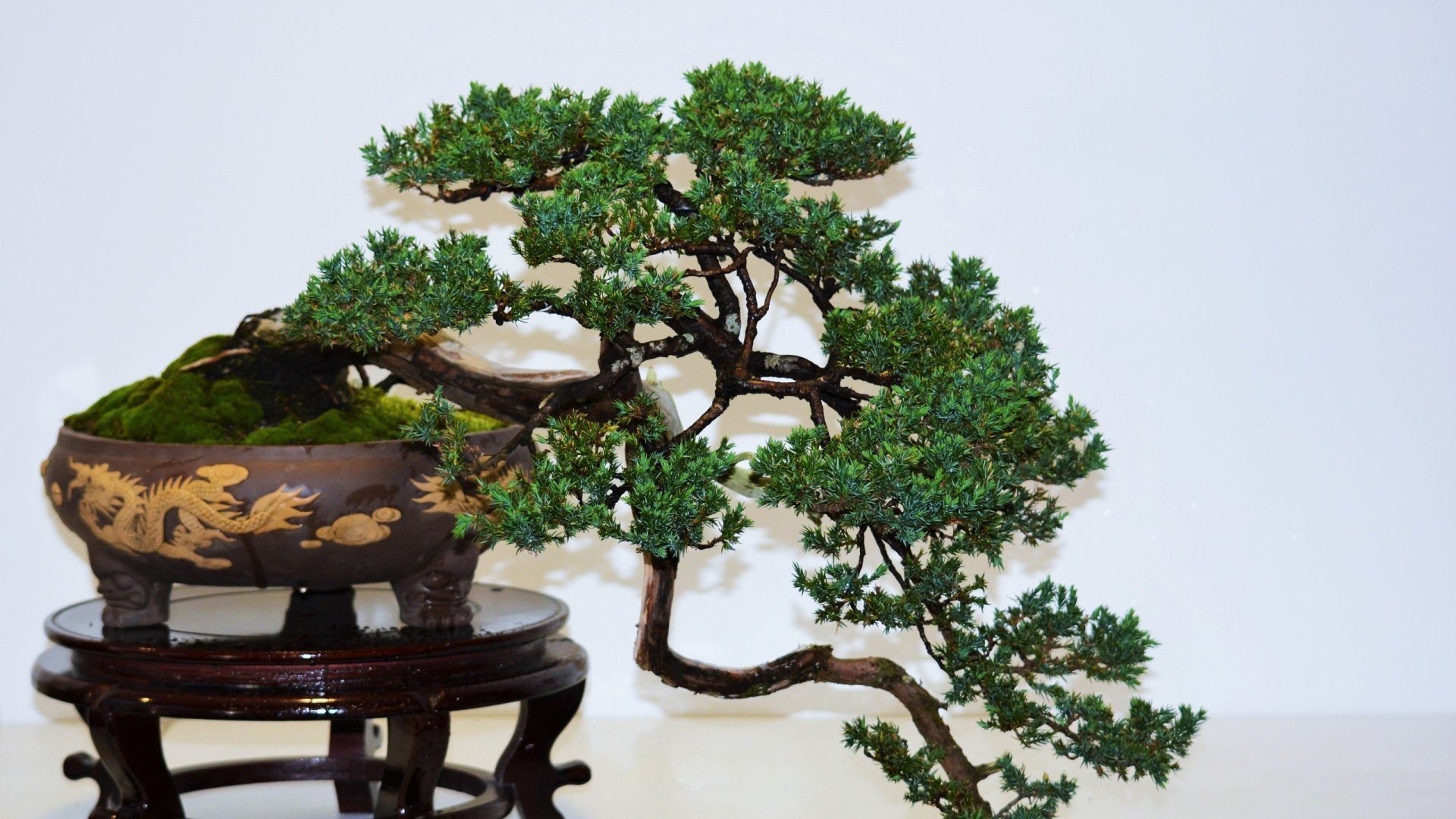 Bonsai - Desktop Wallpapers, Phone Wallpaper, PFP, Gifs, and More!