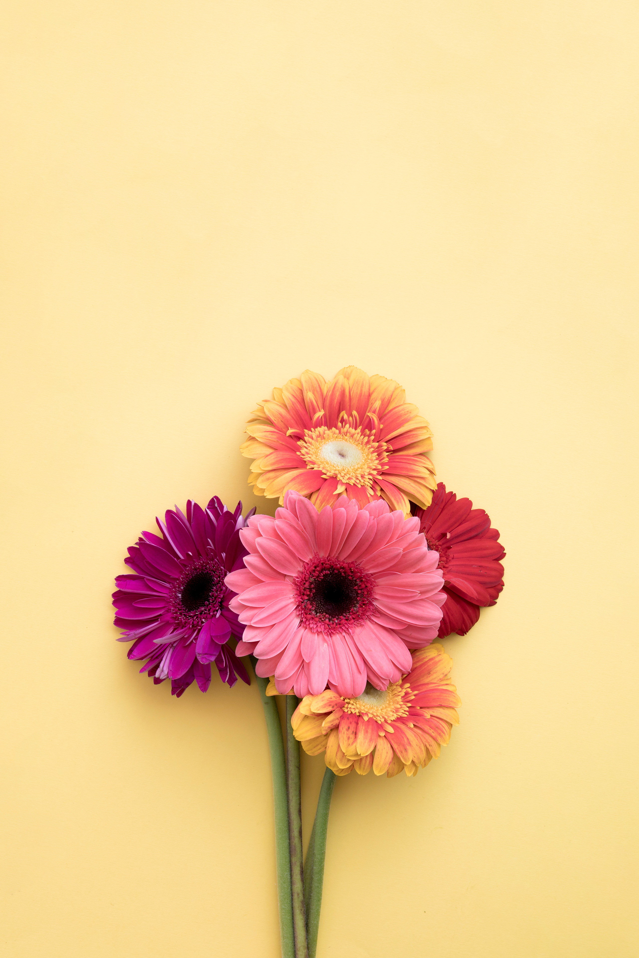 Download Colorful Flower Nature Gerbera Image