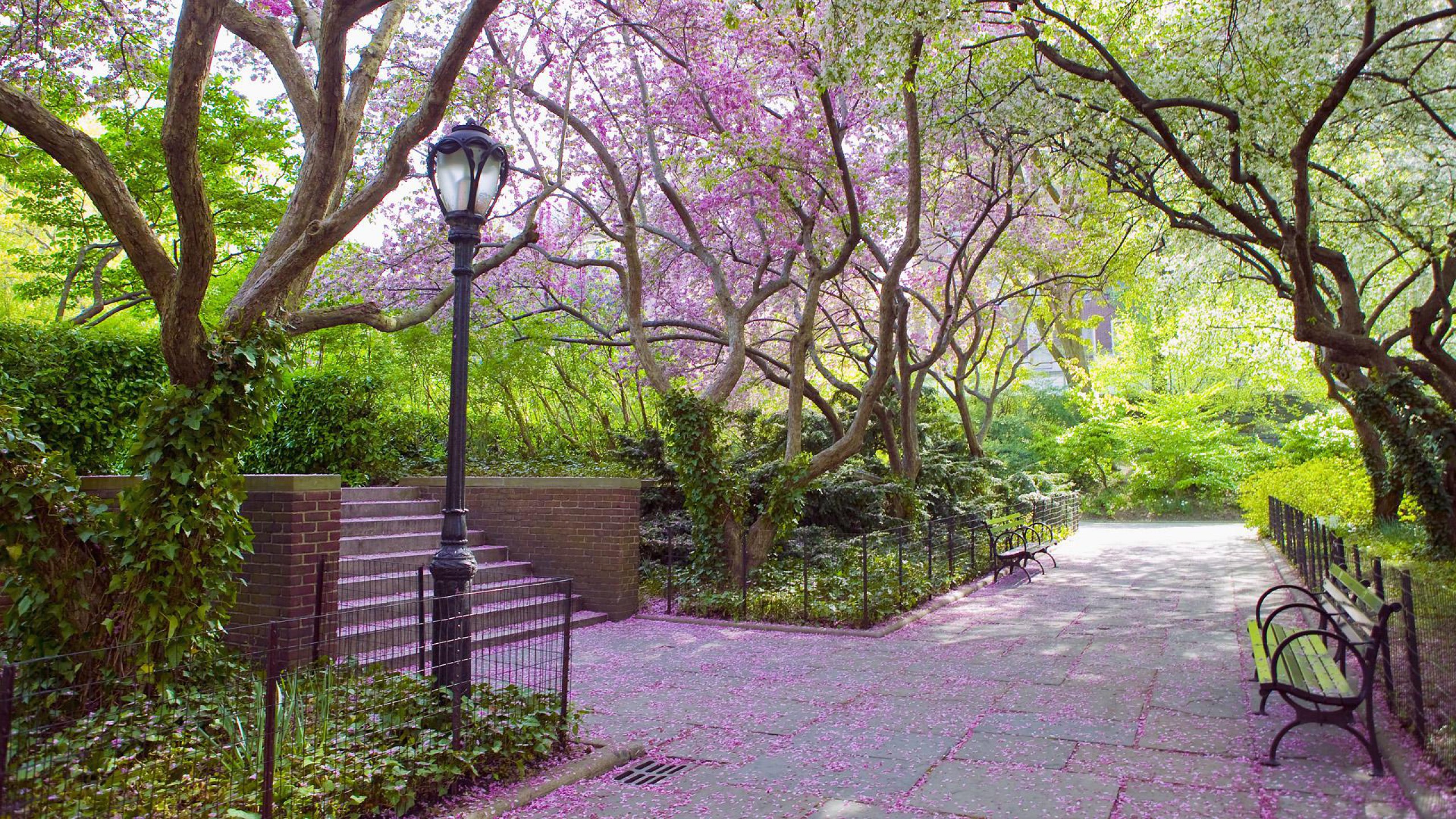 Download Street Light Bench Blossom Spring Tree Path Photography Park Image