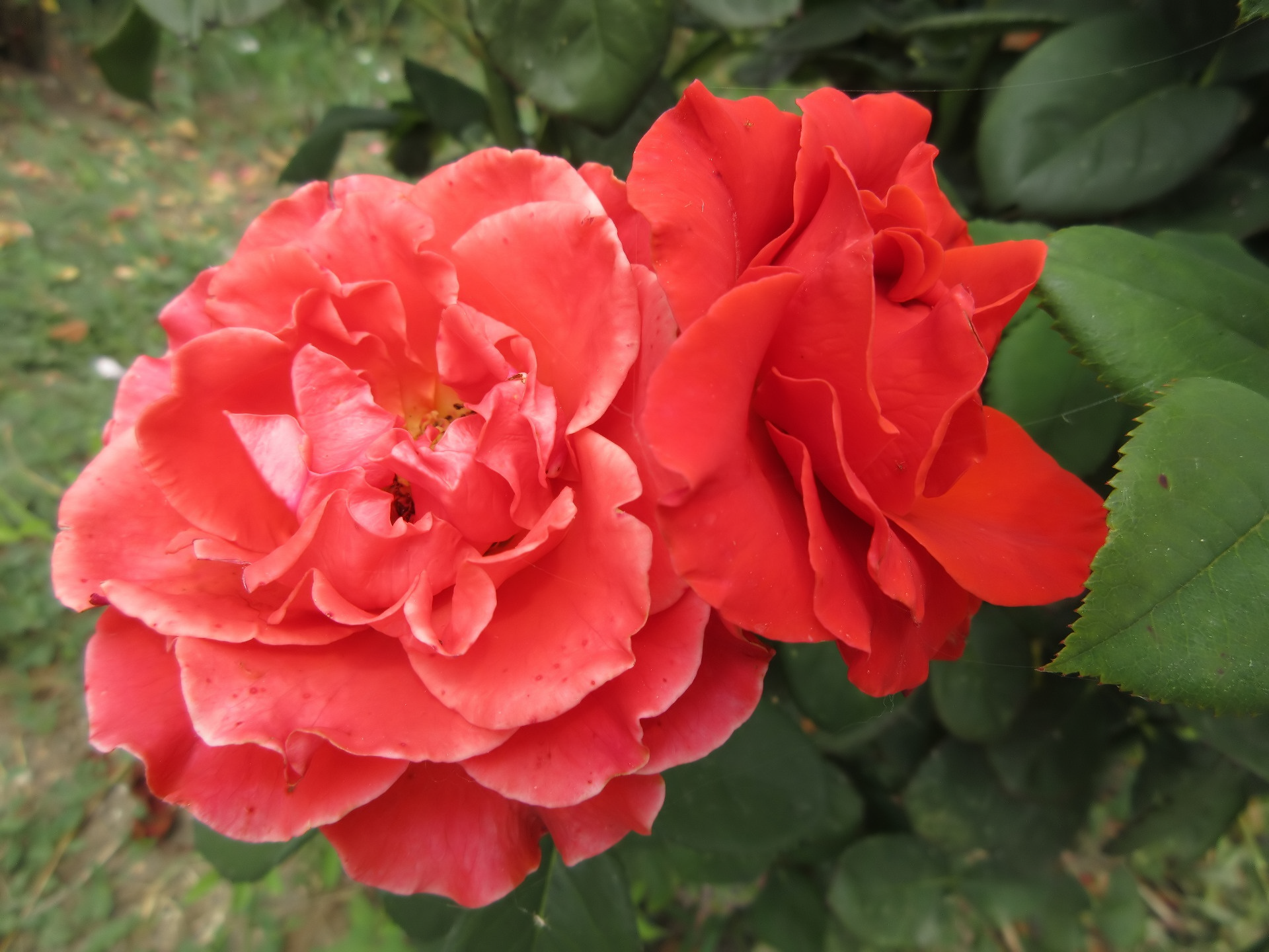 Download Nature Rose Image by Meduzanol