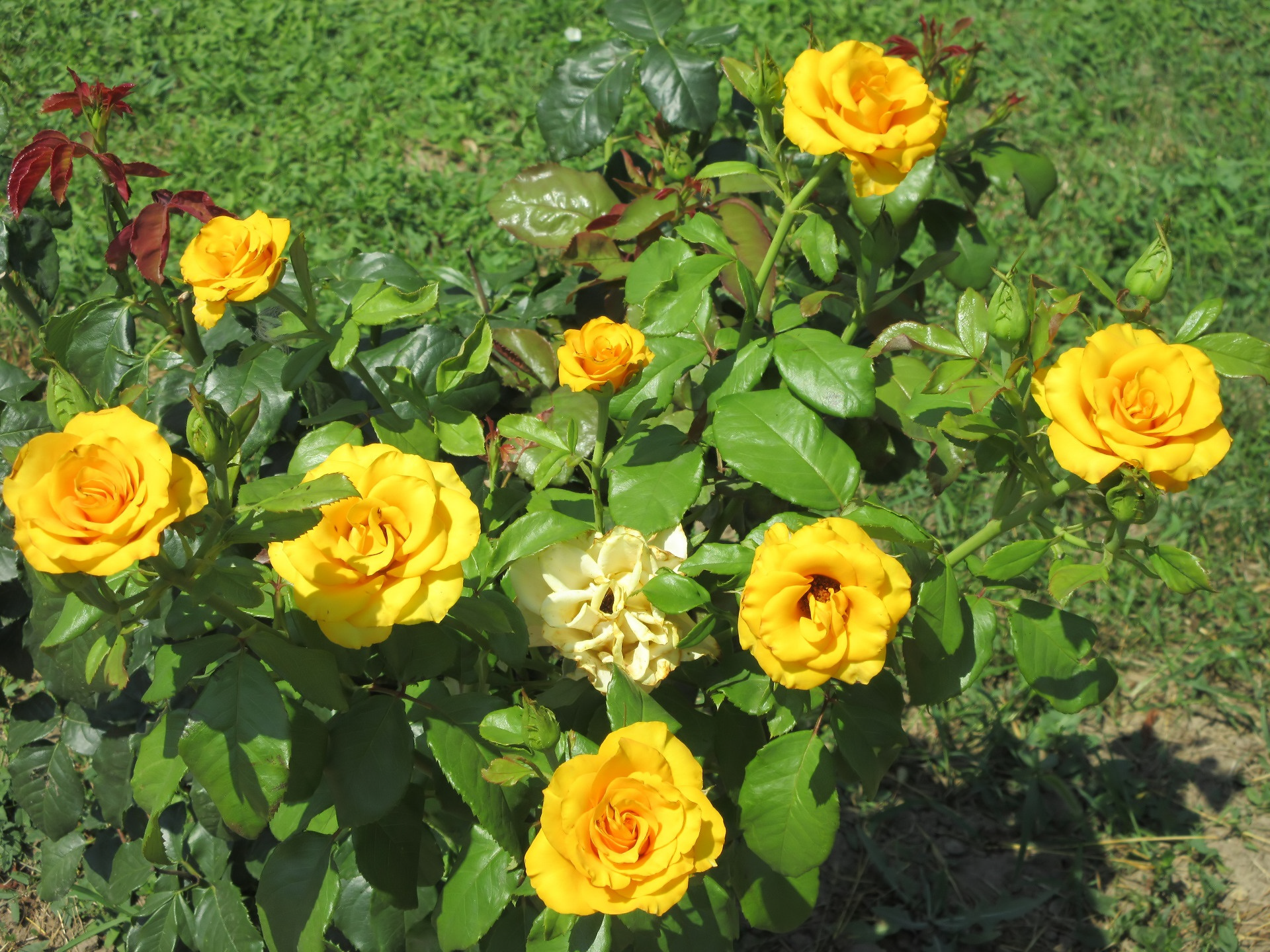 Download Rose Bush Nature Rose Image by Meduzanol