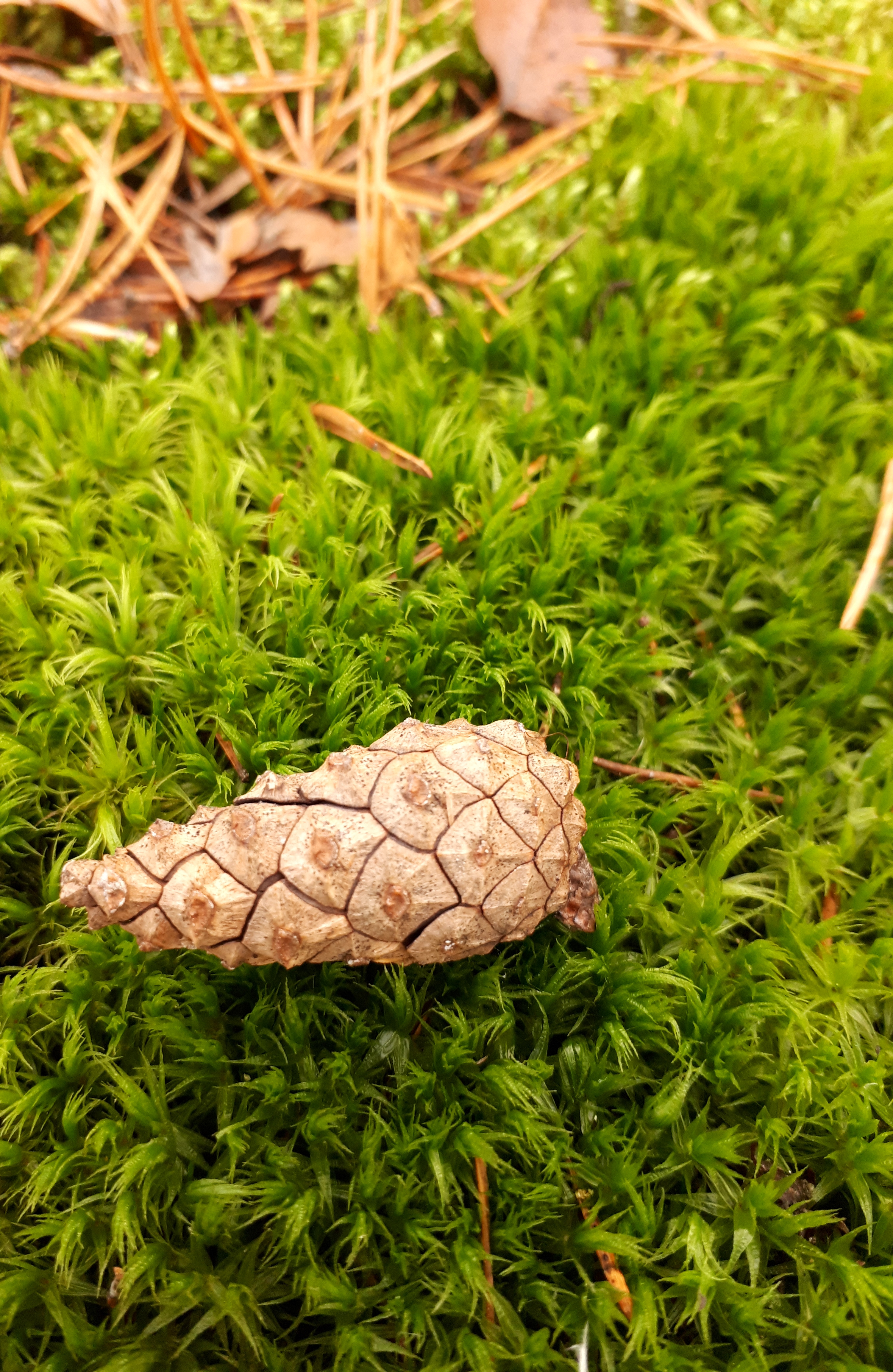 Pine Cone Picture by Roman_Evseenko - Image Abyss