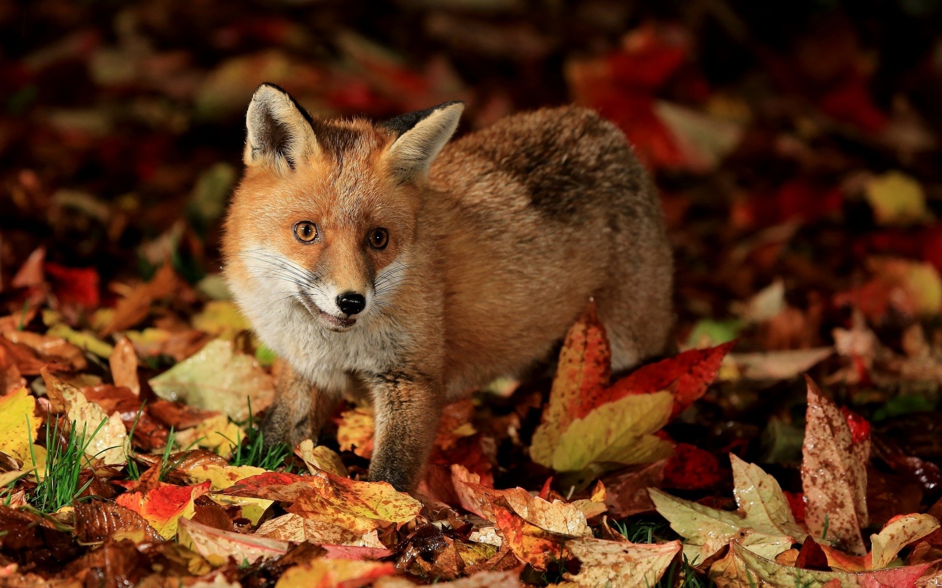 Charming Fox Amidst Autumn Leaves