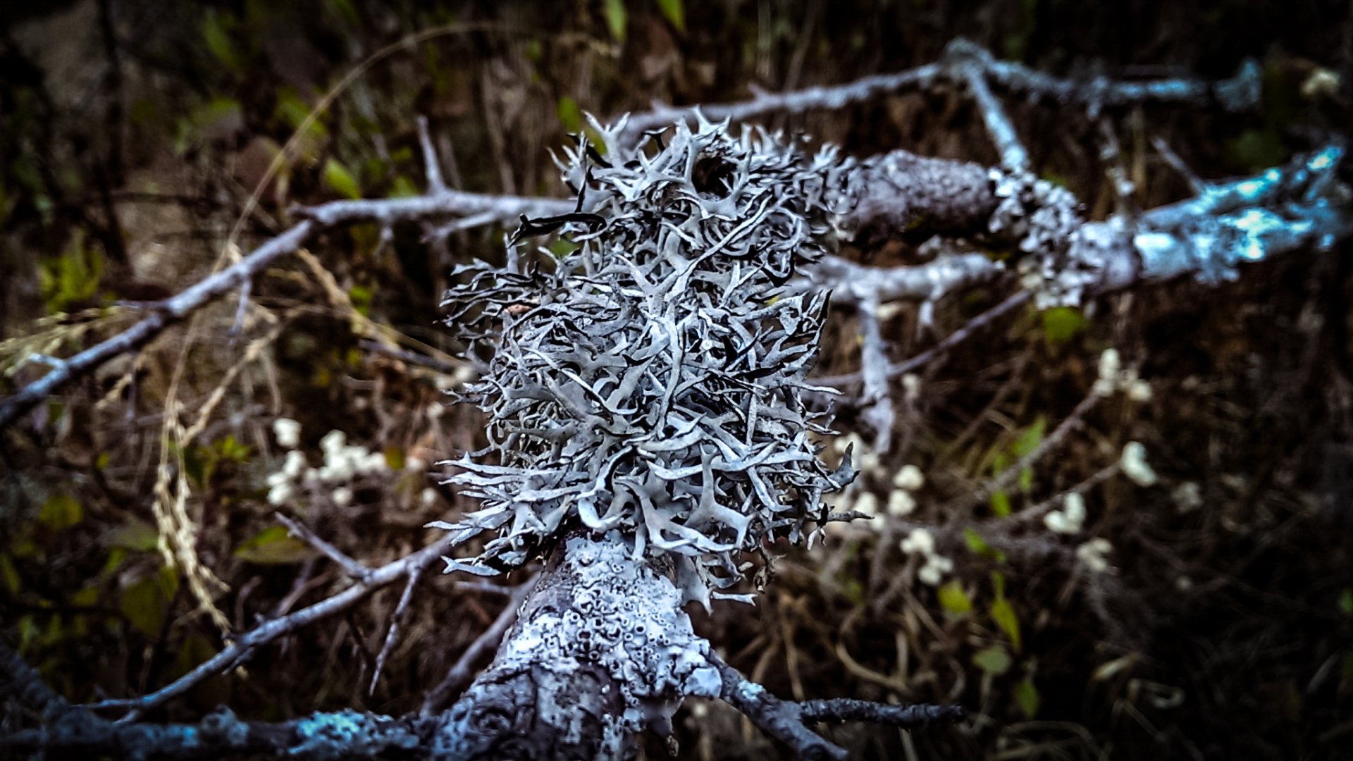 Lichen - Desktop Wallpapers, Phone Wallpaper, PFP, Gifs, and More!