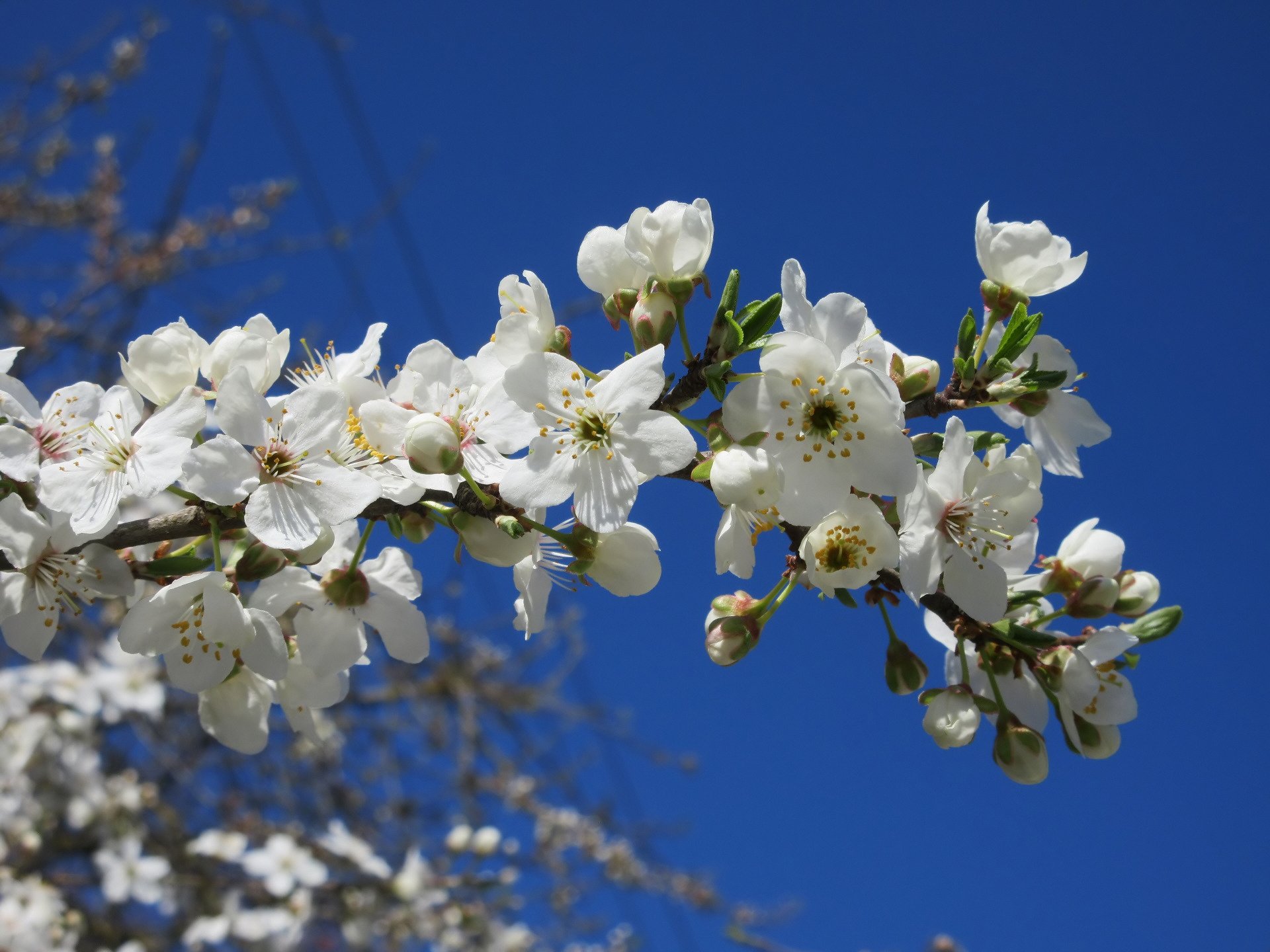 Download Nature Blossom Image by Meduzanol