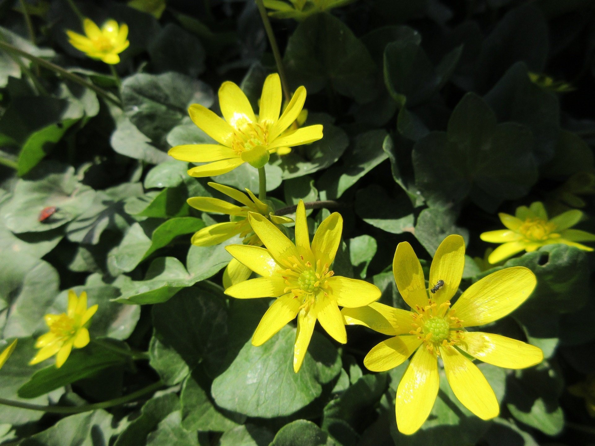 Flower Image - ID: 307737 - Image Abyss