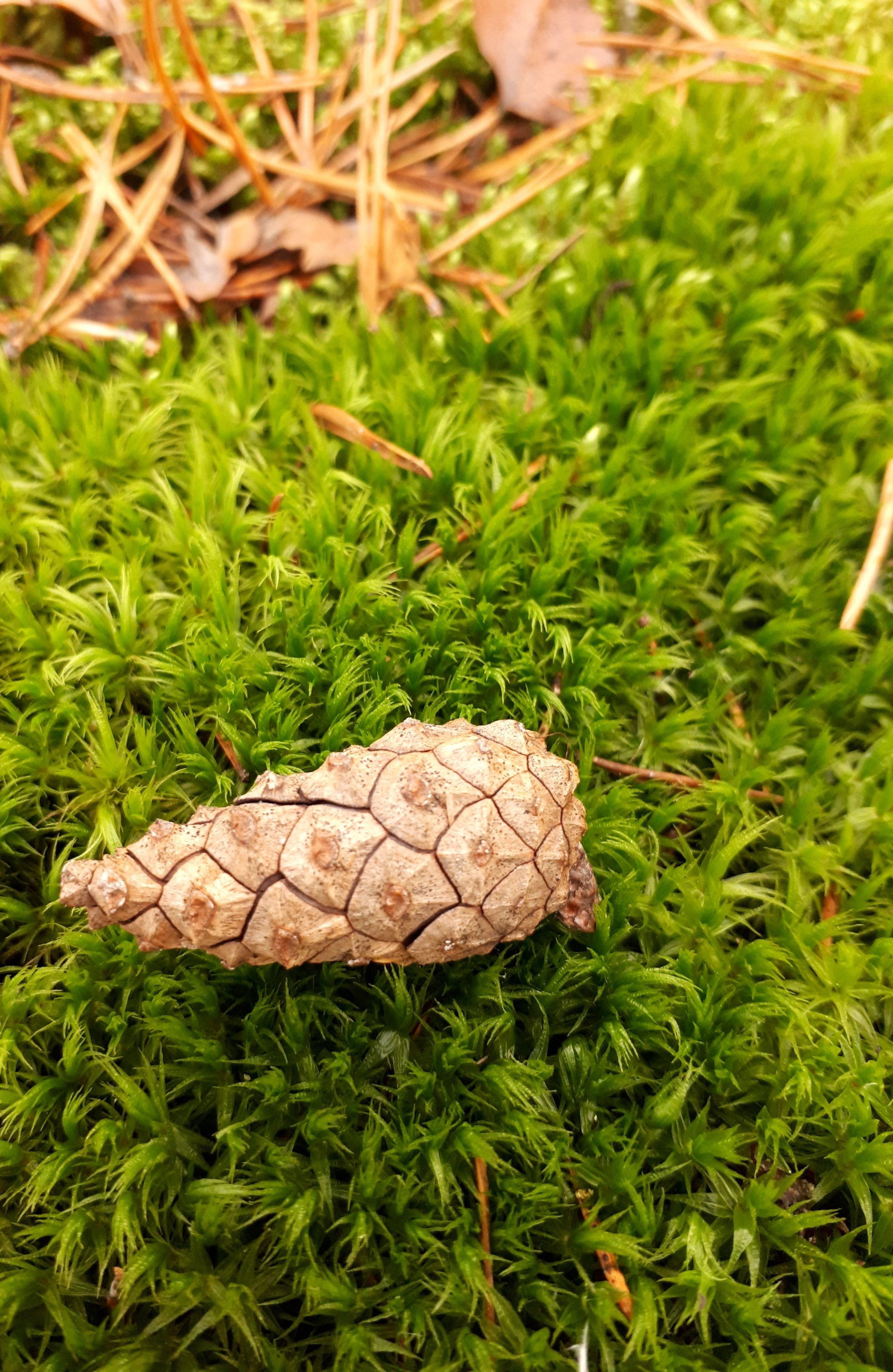 Pine Cone - Desktop Wallpapers, Phone Wallpaper, PFP, Gifs, and More!