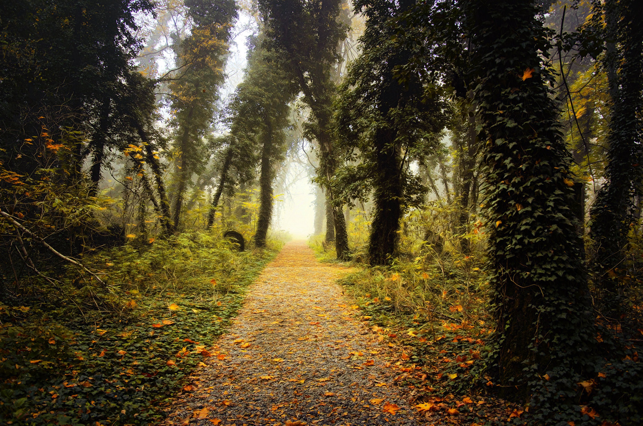 Download Road Nature Path Image
