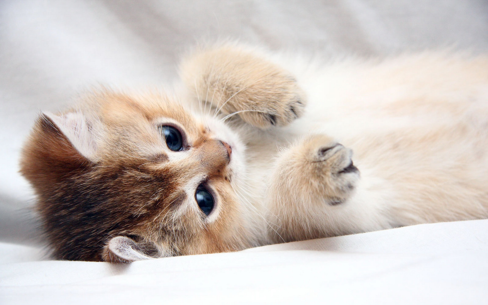 Cat Picture - Image Abyss