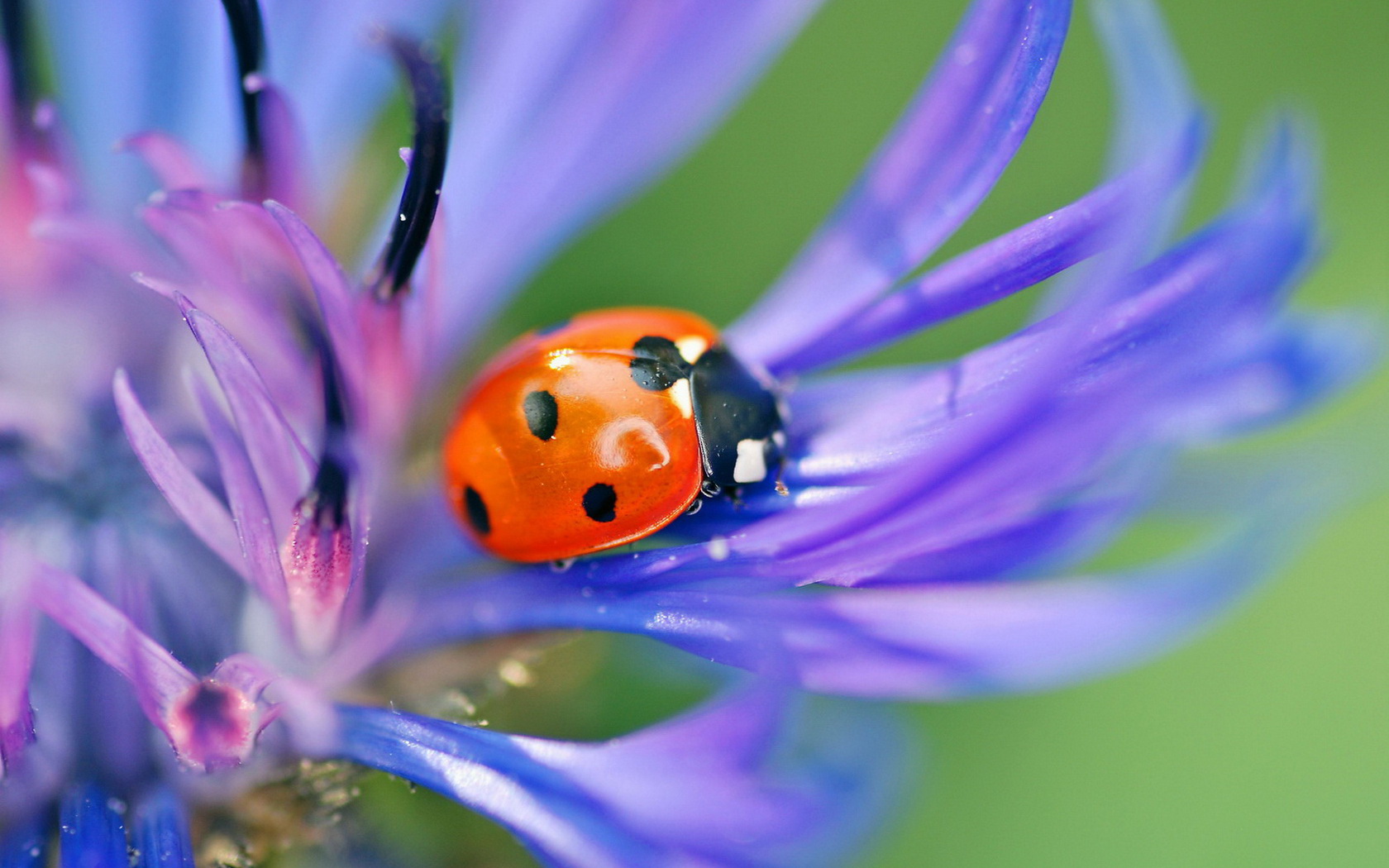 Download Animal Ladybug Image