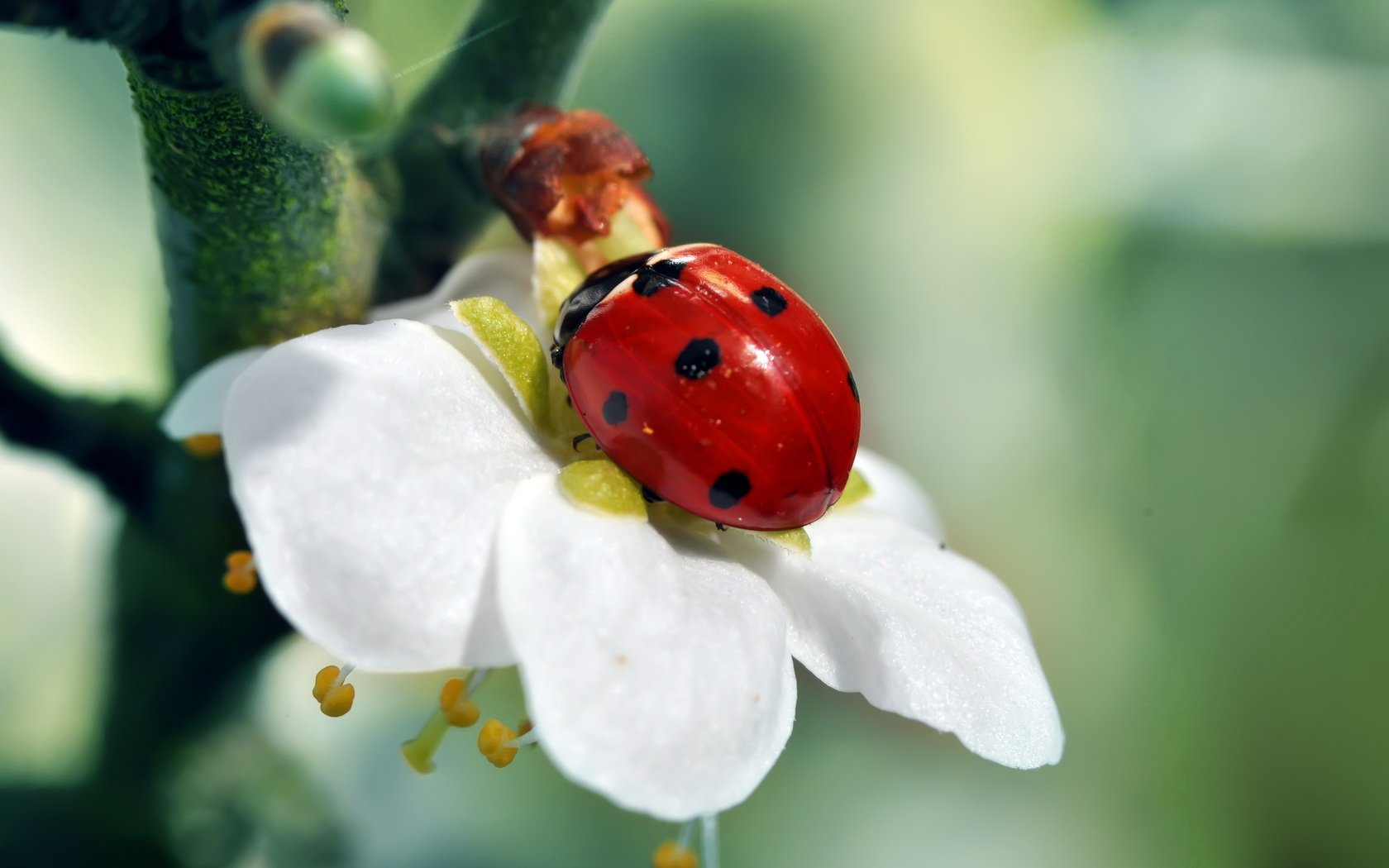Download Animal Ladybug Image