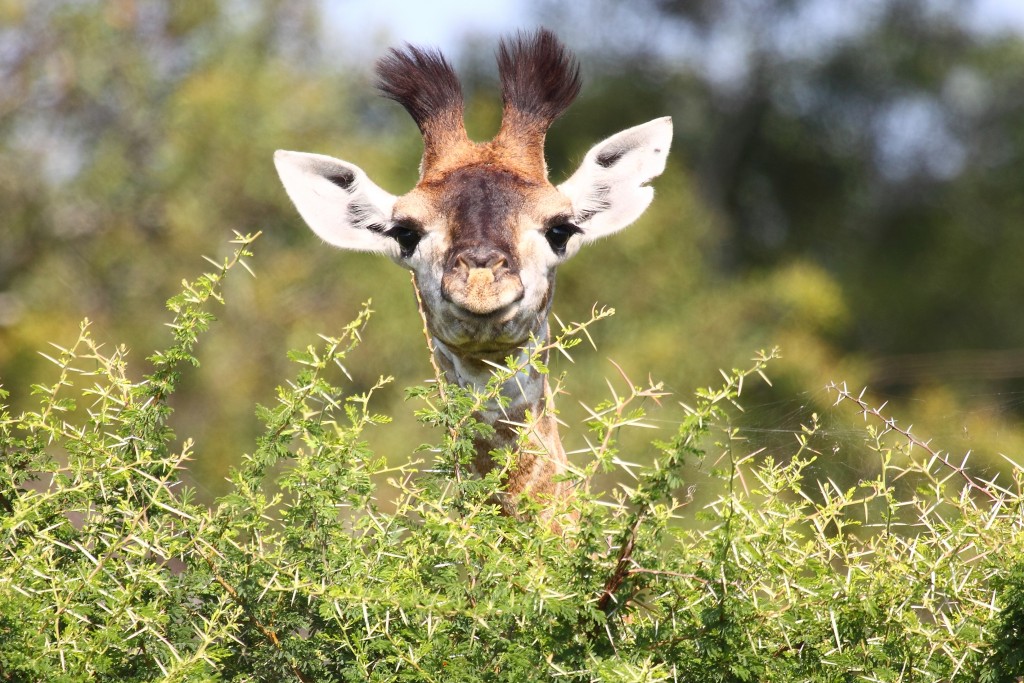 Giraffe Calf - Image Abyss