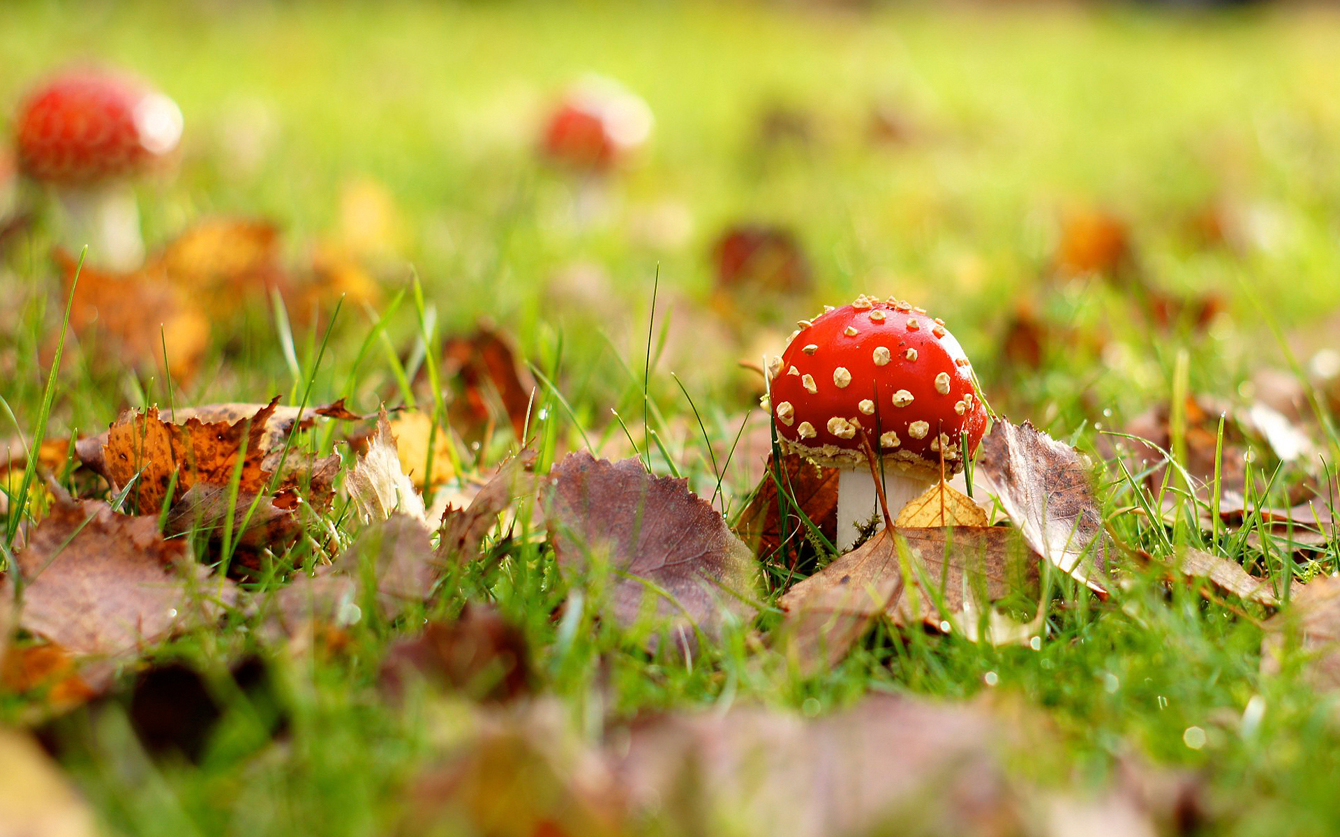 Enchanting Forest Mushrooms Amidst Nature’s Autumn Palette