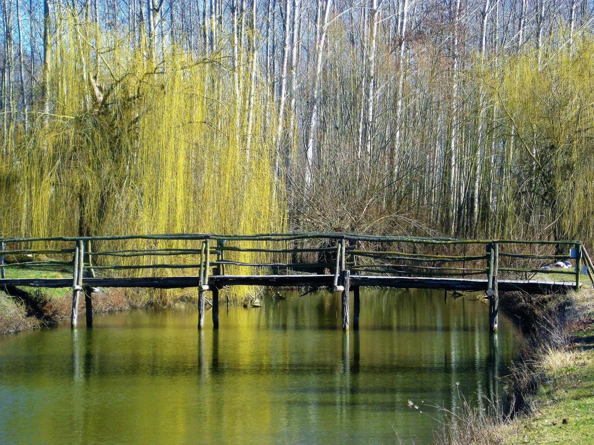 Download Forest Nature Water River Wooden Man Made Bridge Image by zelko