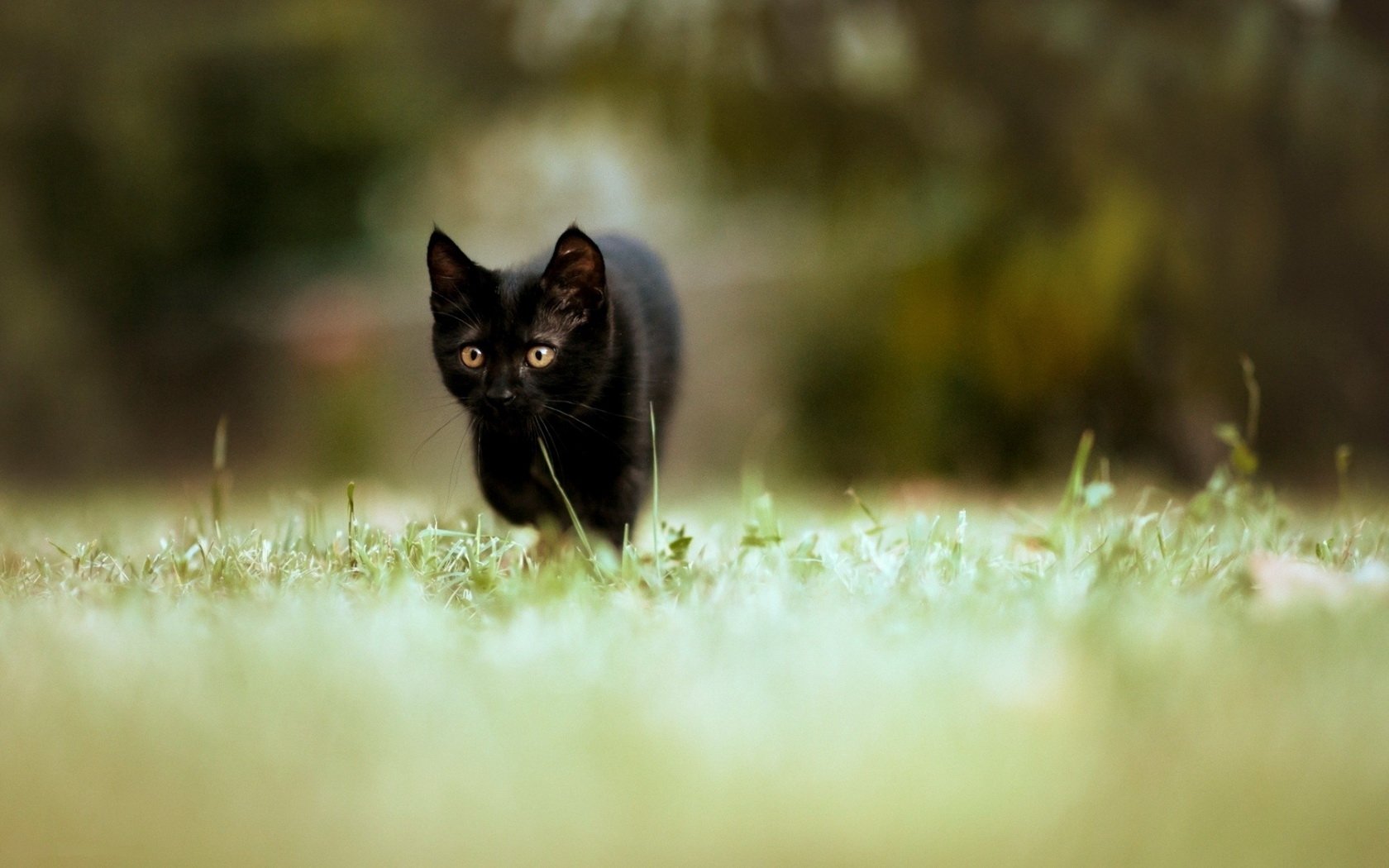 Stealthy Black Cat in the Wild
