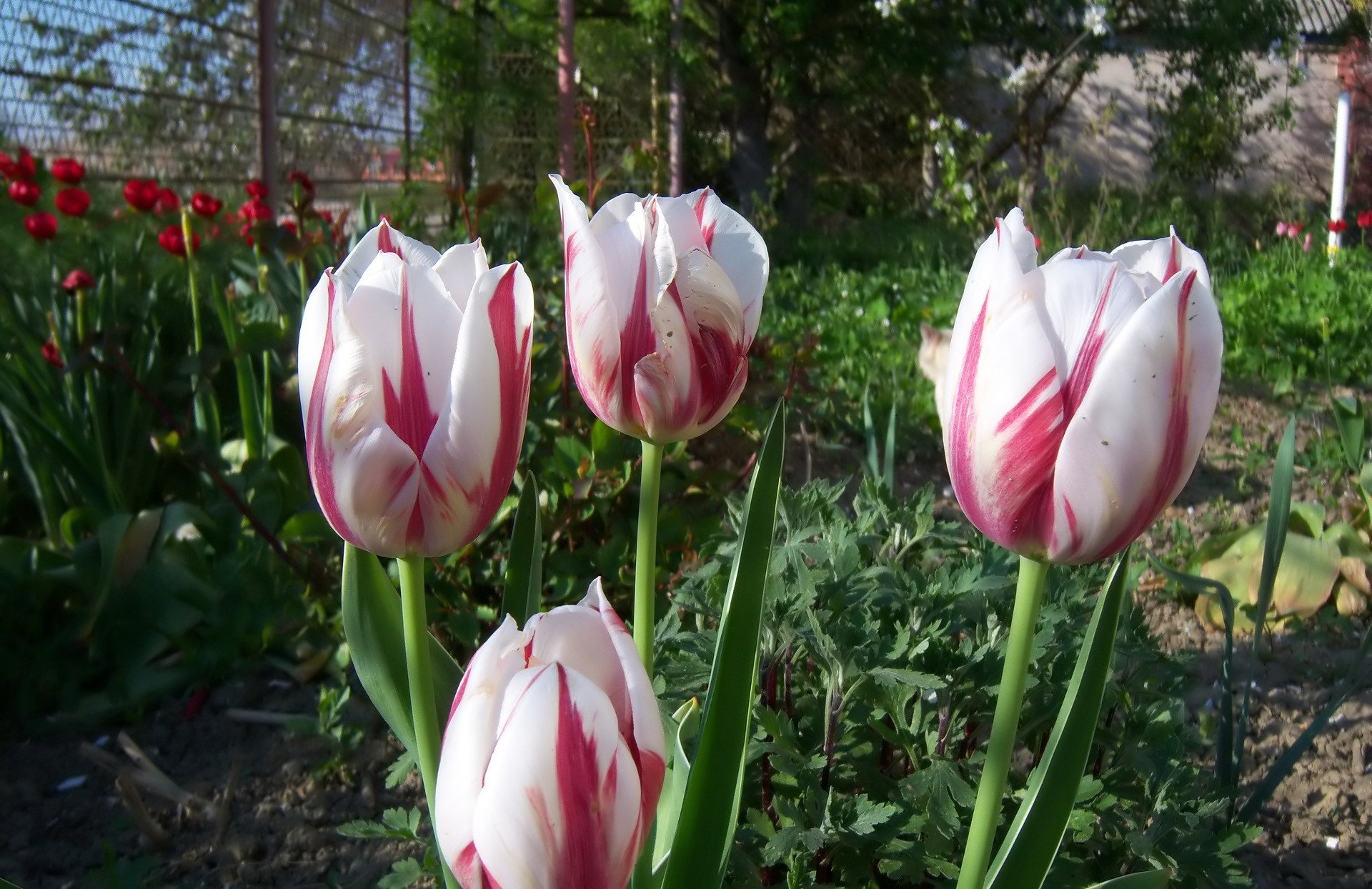 Download Nature Tulip Image by Meduzanol
