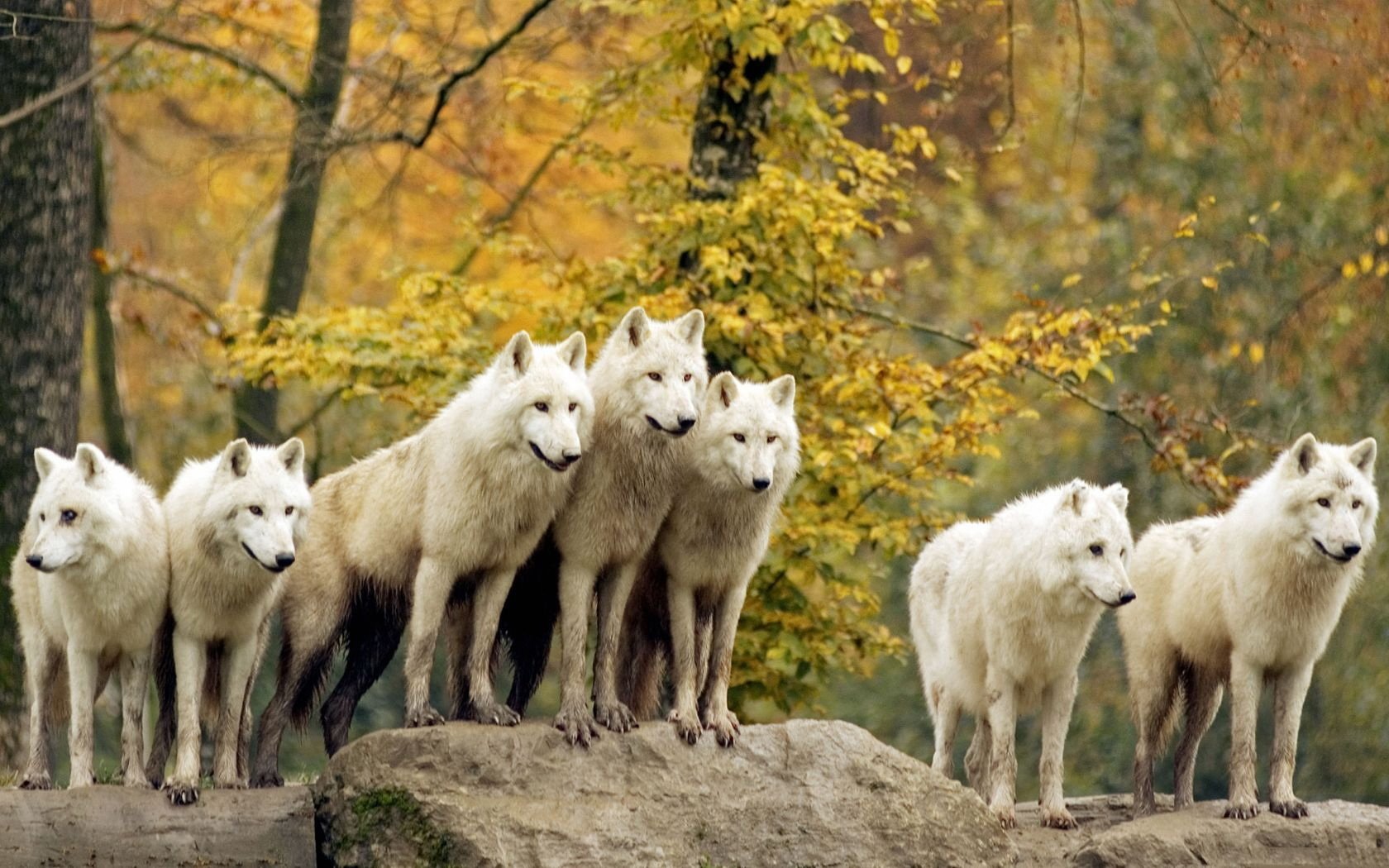 Majestic Pack of White Wolves